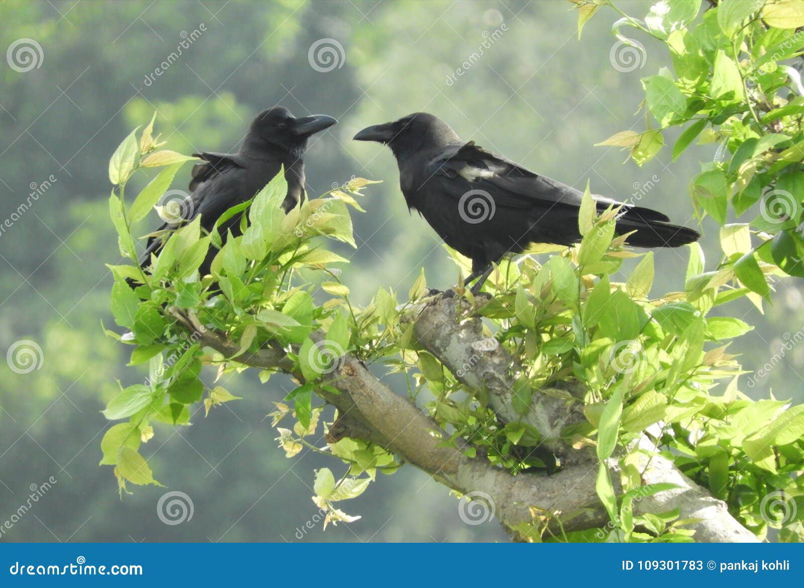 Beautiful Crow Nad Two Love Birds Stock Image - Image of birds, love ...