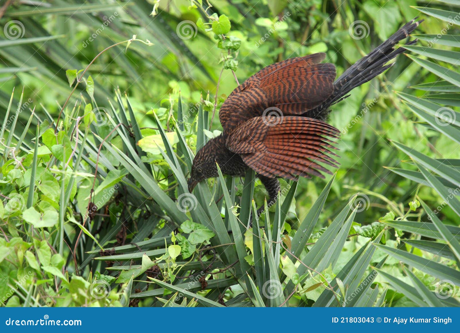 Beautiful crow pheasant stock image. Image of sinensis - 21803043