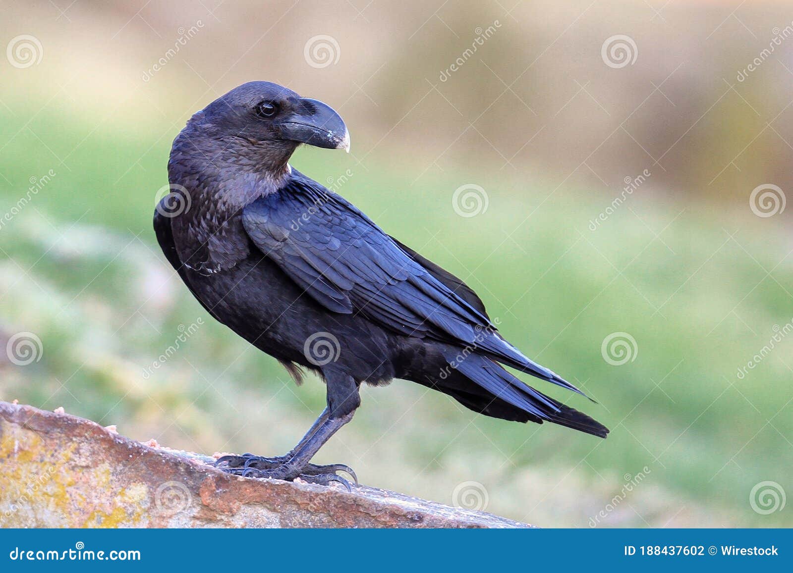 A Crow In Side Profile. Stock Photography | CartoonDealer.com #246183500