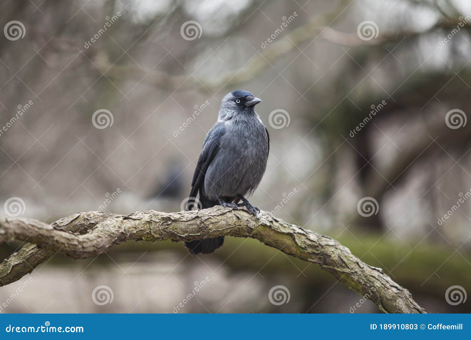 Beautiful Crow Sitting on a Big Tree Branch Stock Image - Image of ...