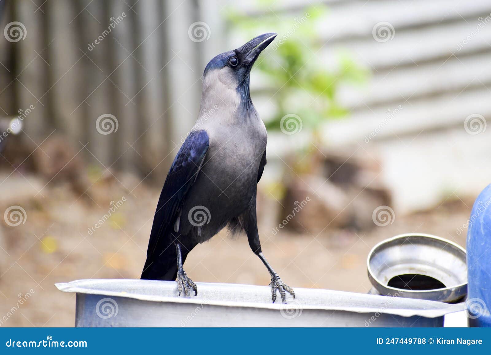 A beautiful crow stock photo. Image of brown, summer - 247449788