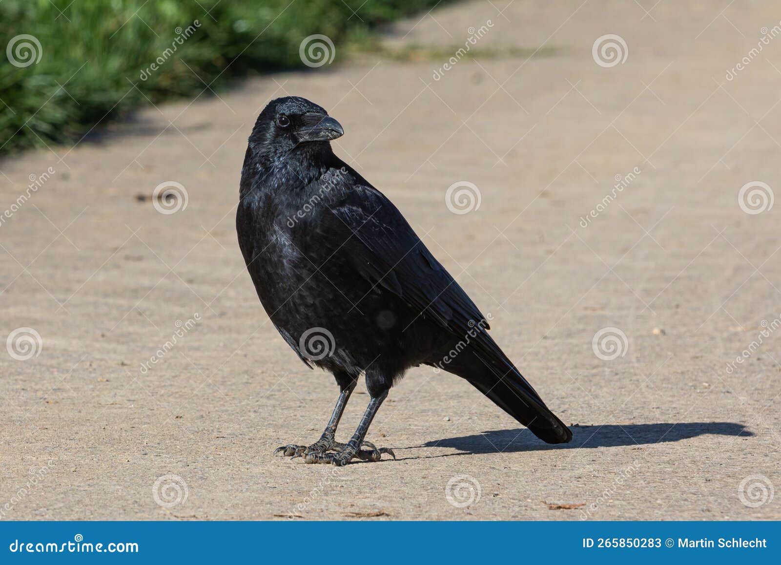 Beautiful Crow Stand on a Path Stock Image - Image of nature, feather ...