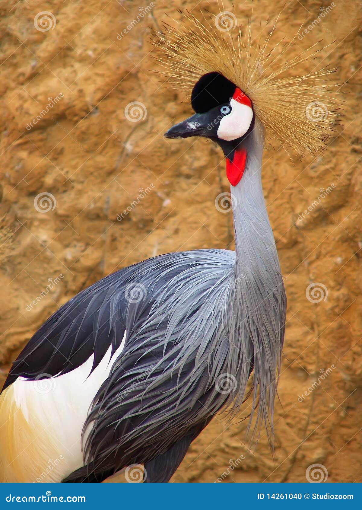 Beautiful Crowned Crane stock photo. Image of neck, fuerteventura ...