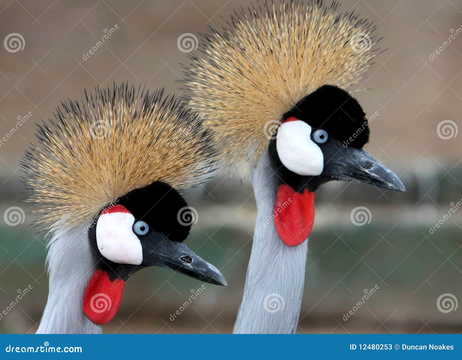 Beautiful Crowned Crane Birds Stock Image - Image of natural, black ...