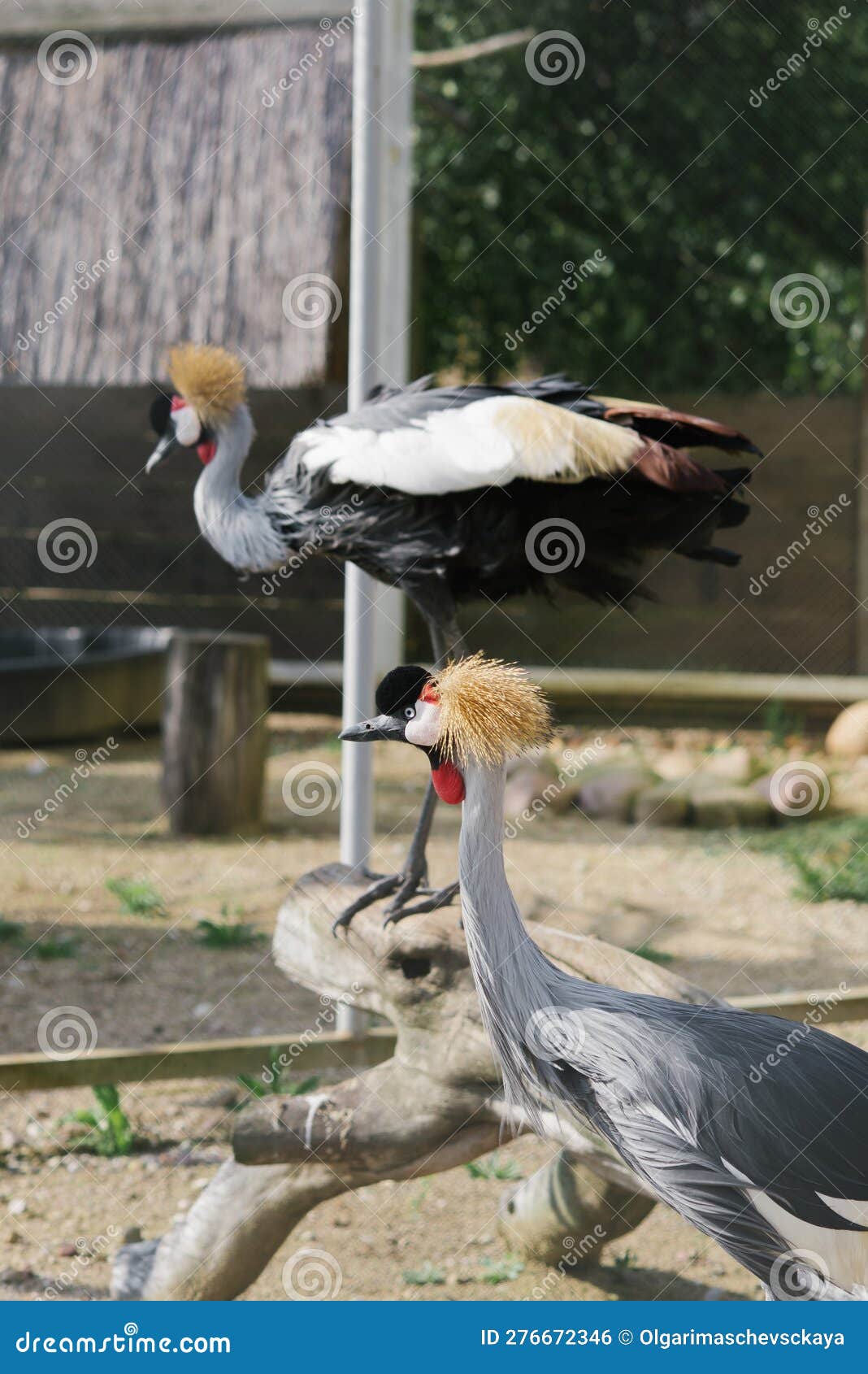 Beautiful Crowned Cranes at the Zoo Stock Photo - Image of portrait ...