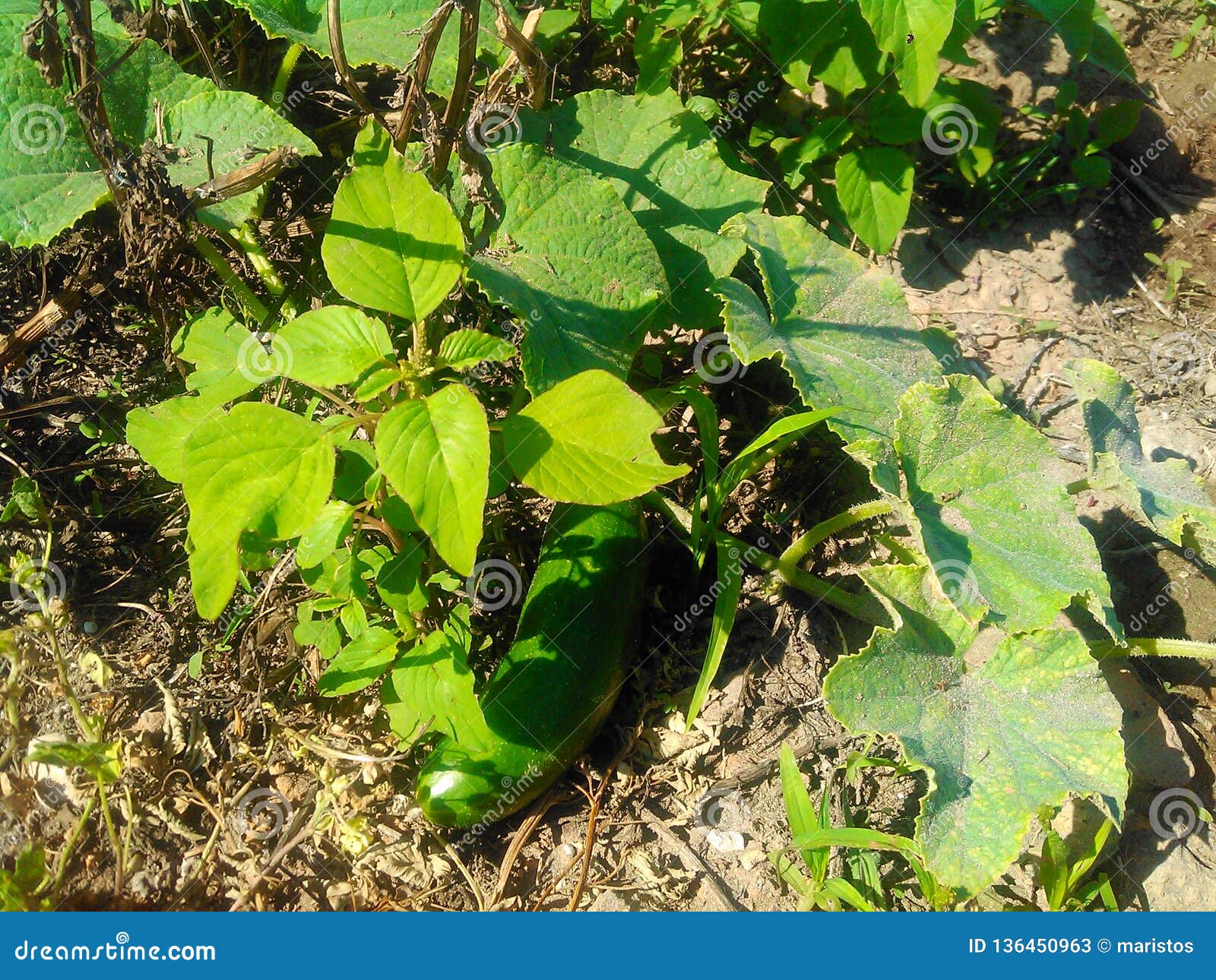 The Beautiful Cucumber in Farmland Stock Image - Image of grass ...