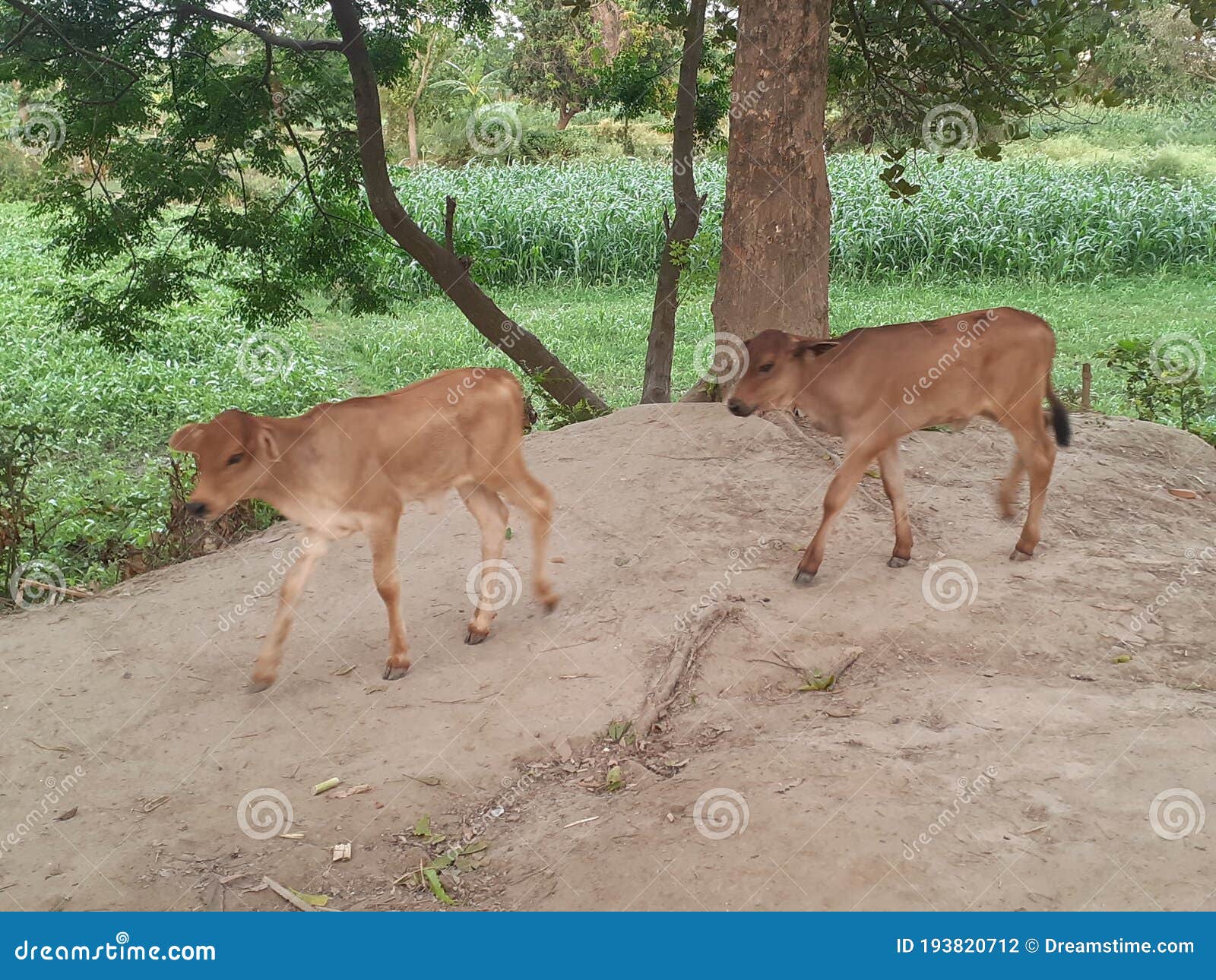 Beautiful Culf are Walking in Village Nature Stock Photo - Image of ...