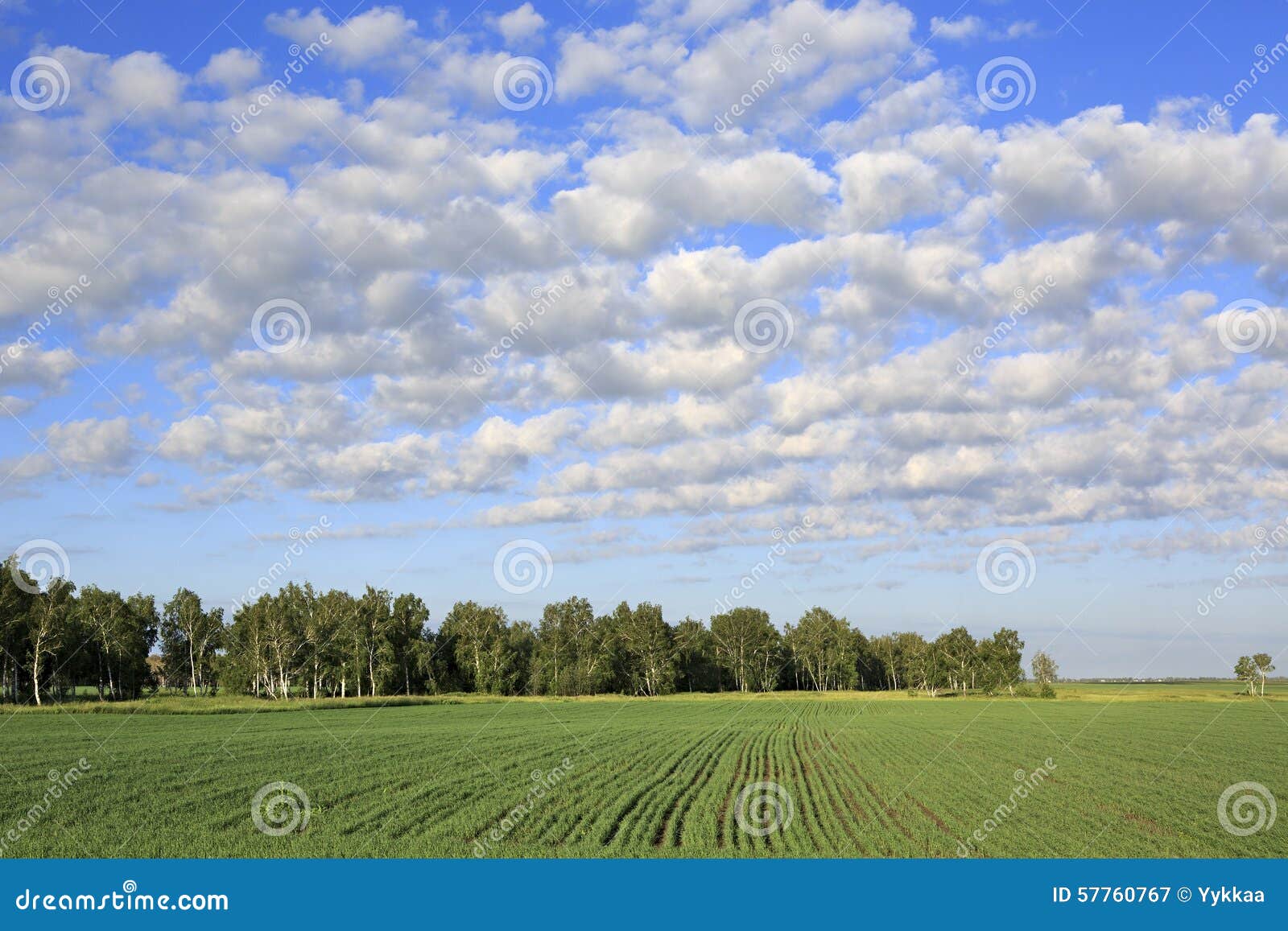 Beautiful Cumulus Cirrus Clouds Over Field Stock Image - Image of ...