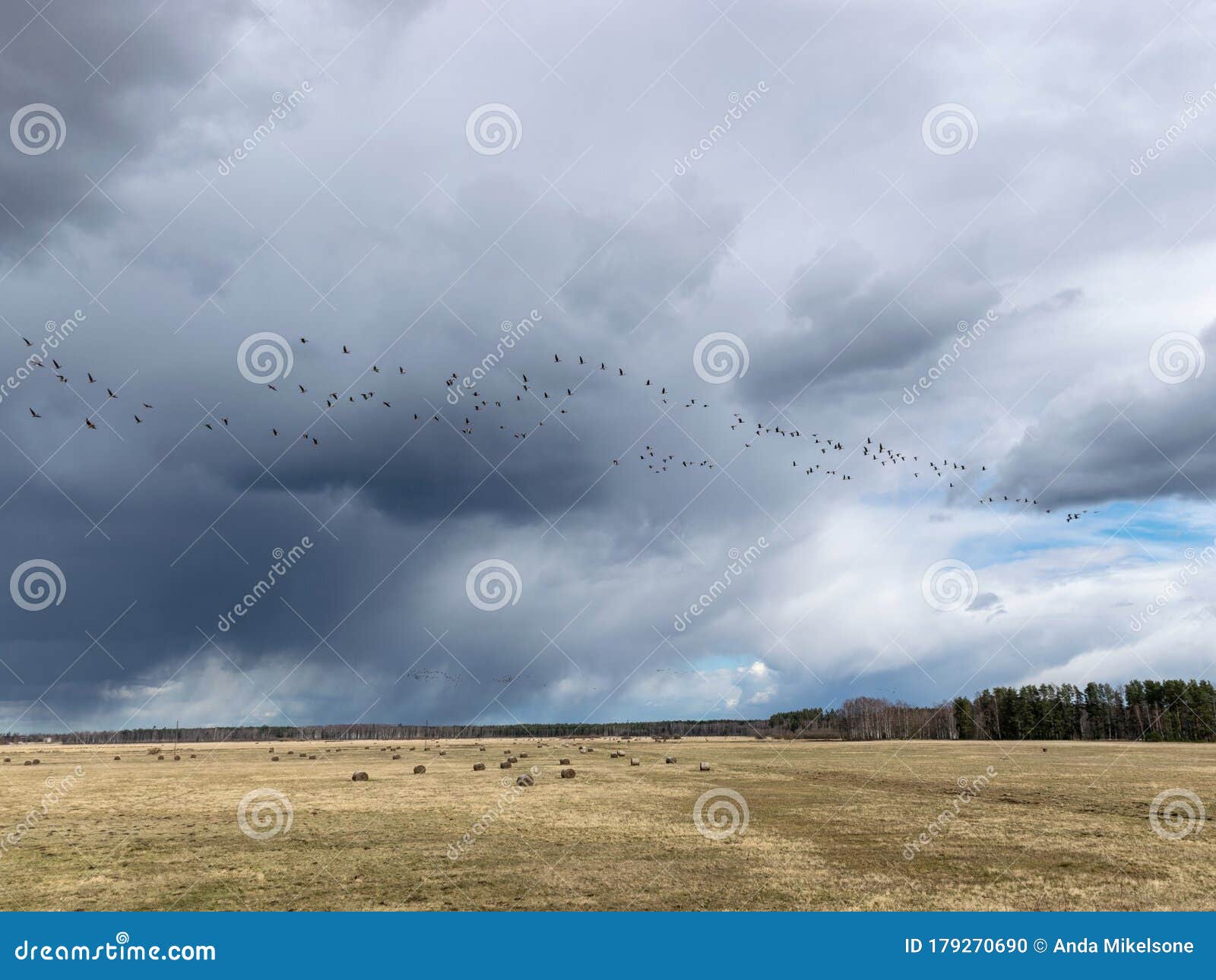 Beautiful Cumulus Clouds in the Sky, Lots of Flying Geese Stock Photo ...