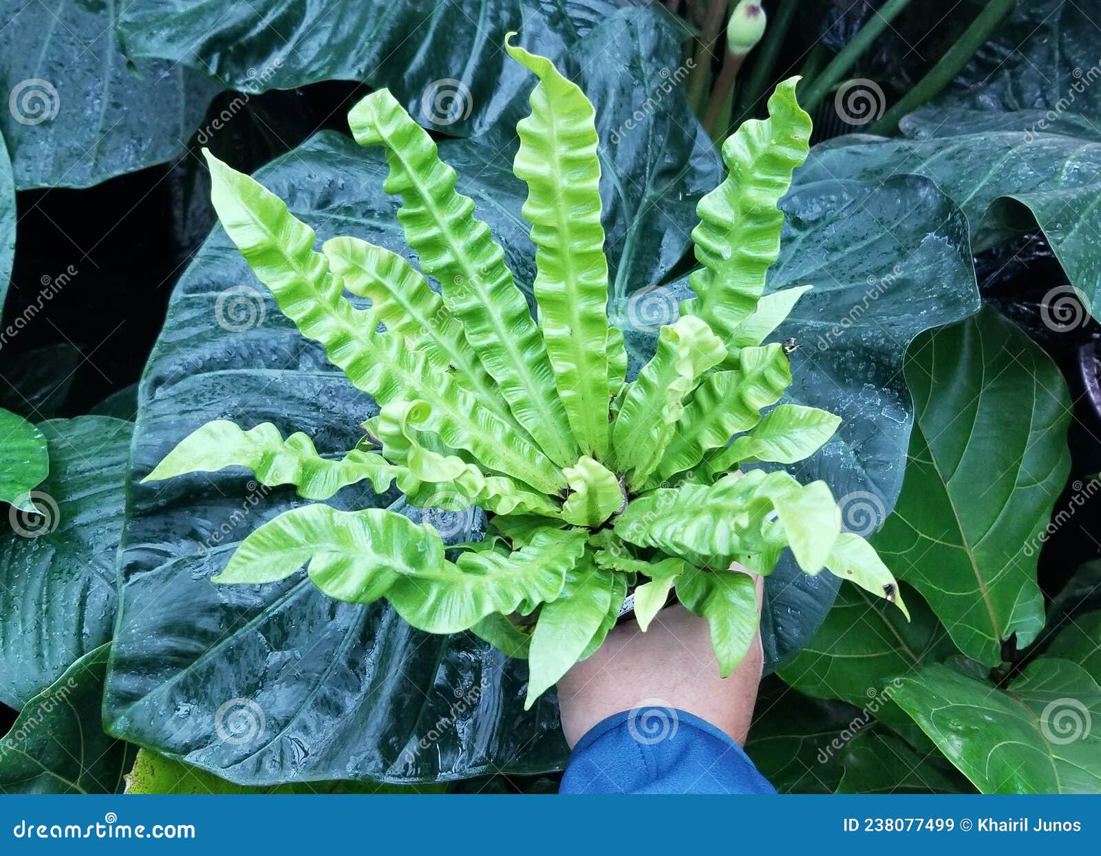 The Beautiful Curly Green Leaves of Crispy Wave Ferns Stock Image ...
