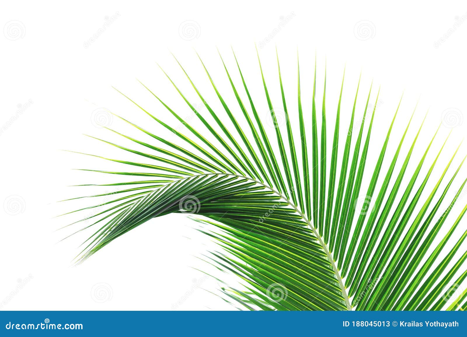 Curved Coconut Palm Tree Isolated On White Royalty-Free Stock Photo ...