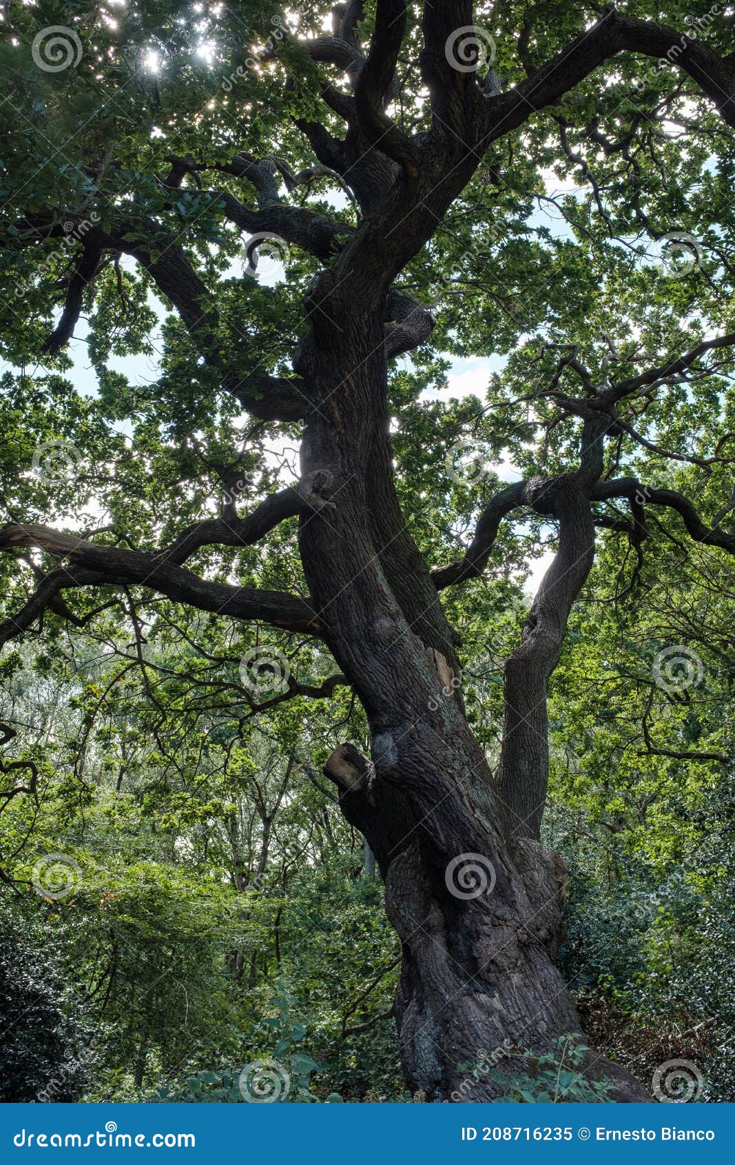 Beautiful Curved Tree with Stunning Green Leafs, Hampstead Heath Park ...
