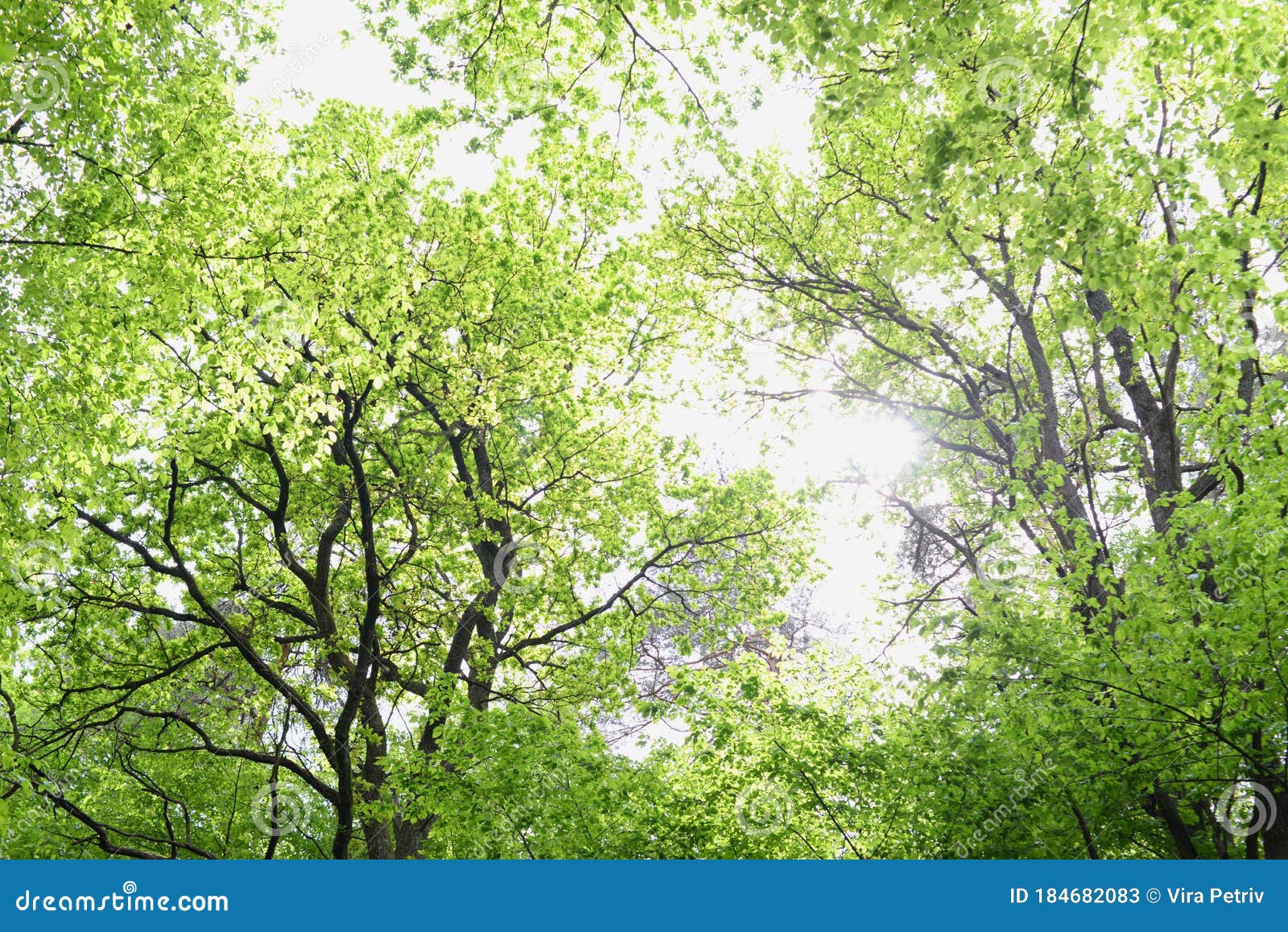 Beautiful Curves of Deciduous Tree Branches on Sky Background Stock ...