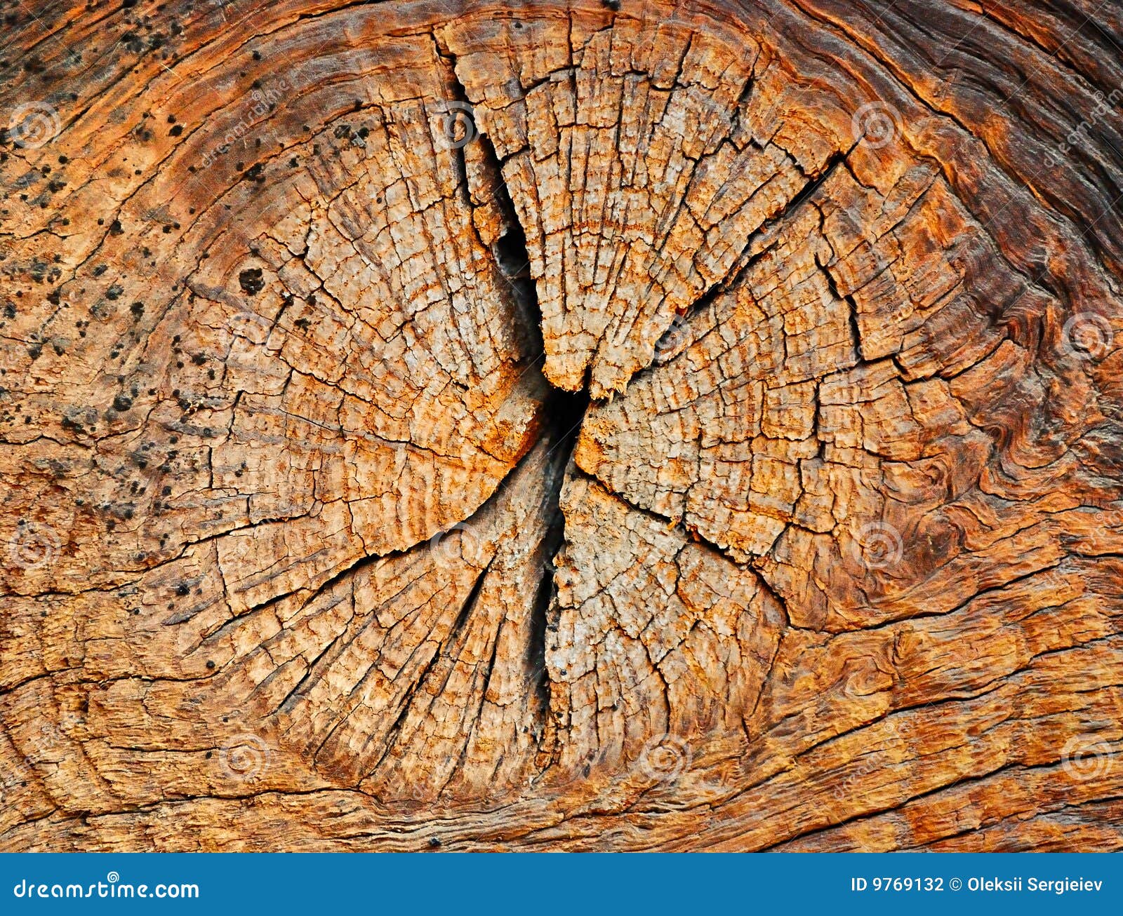 Beautiful cut of tree stock photo. Image of circle, background - 9769132