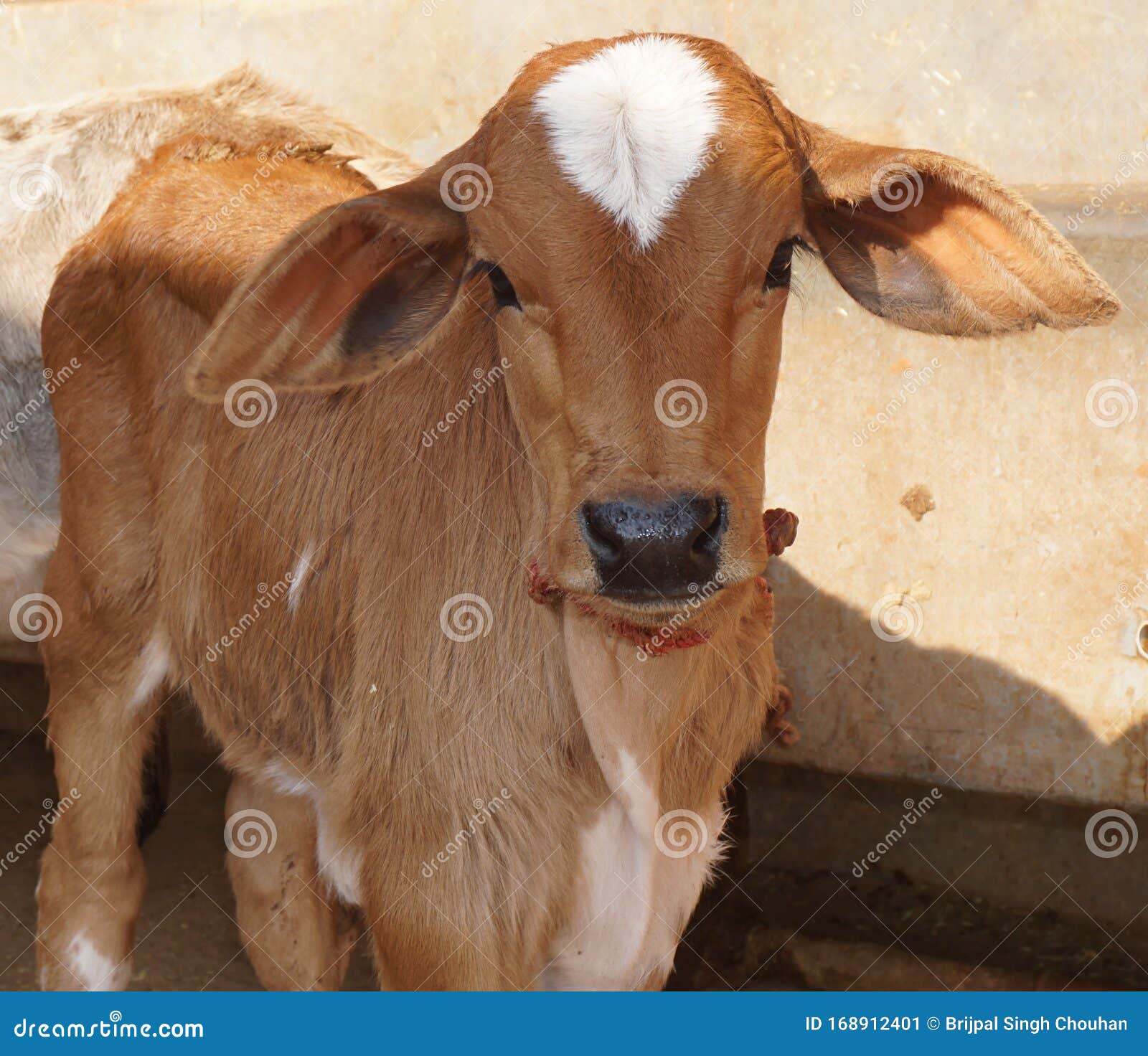 A Beautiful and Cute Brown Calf Stock Image - Image of close, calf ...