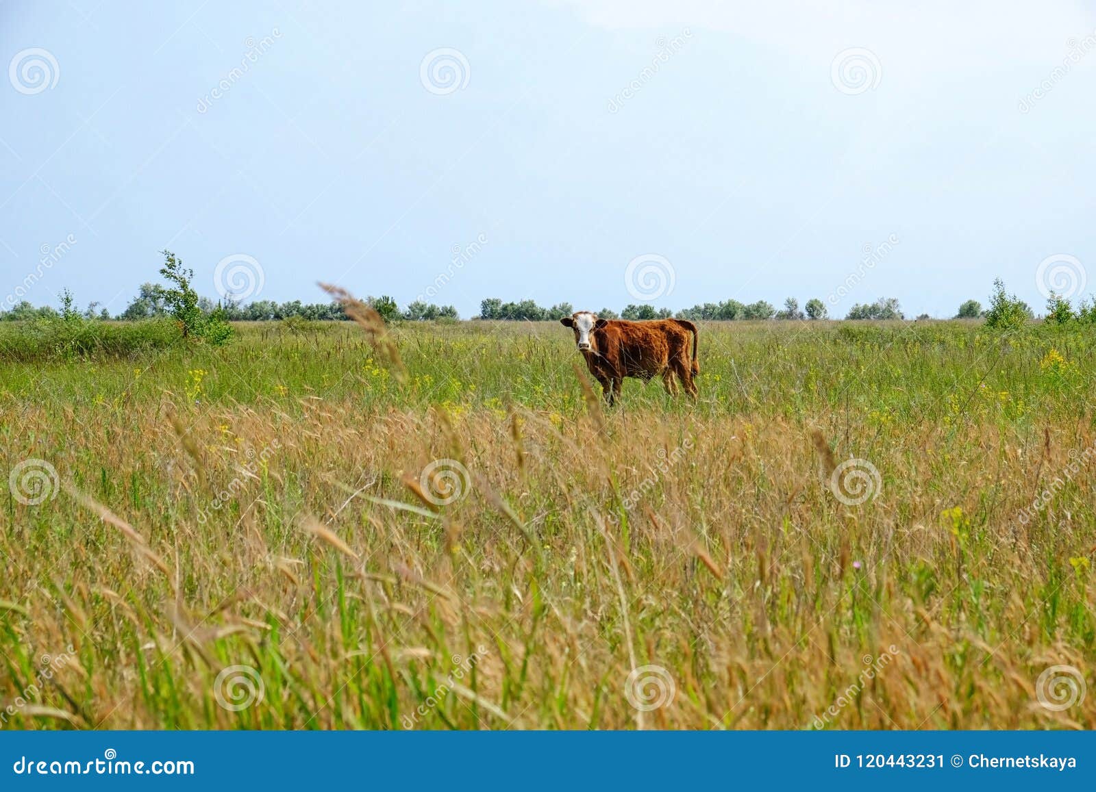 Beautiful Cute Calf Grazing Stock Image - Image of herbivore, cattle ...