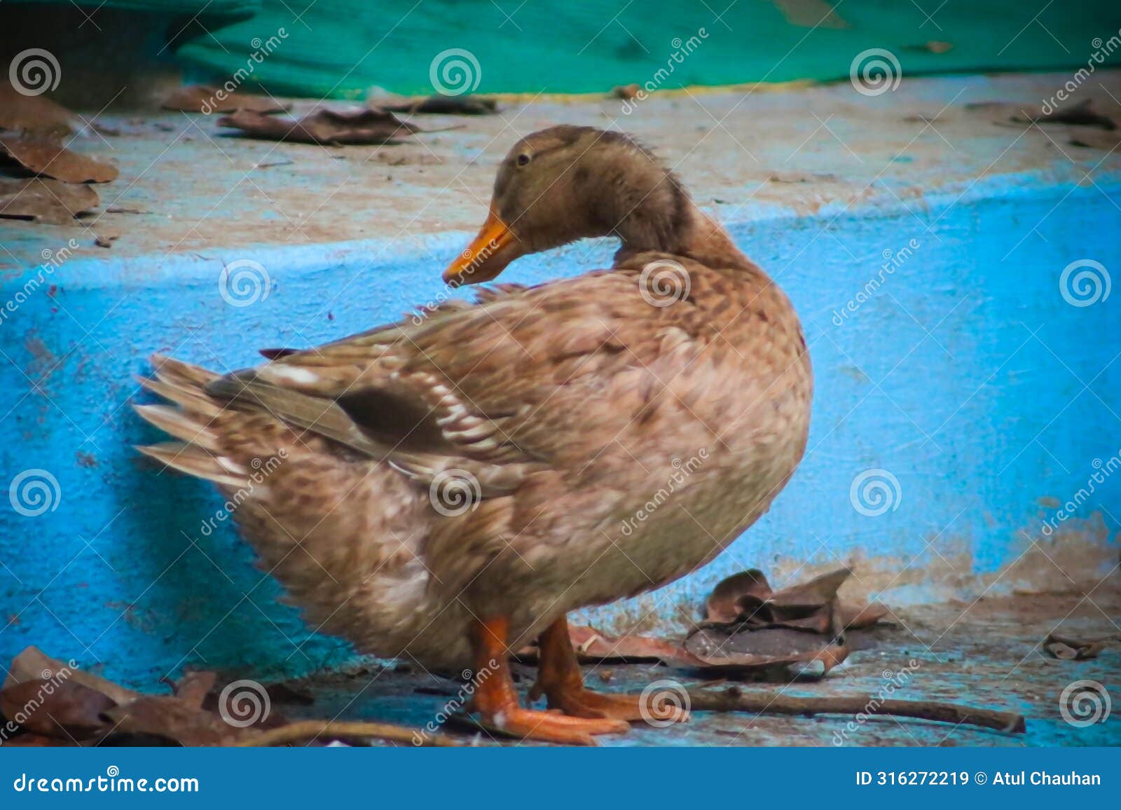 Beautiful Cute Duck Looking Back and Closeup Duck Wallpaper Stock Image ...