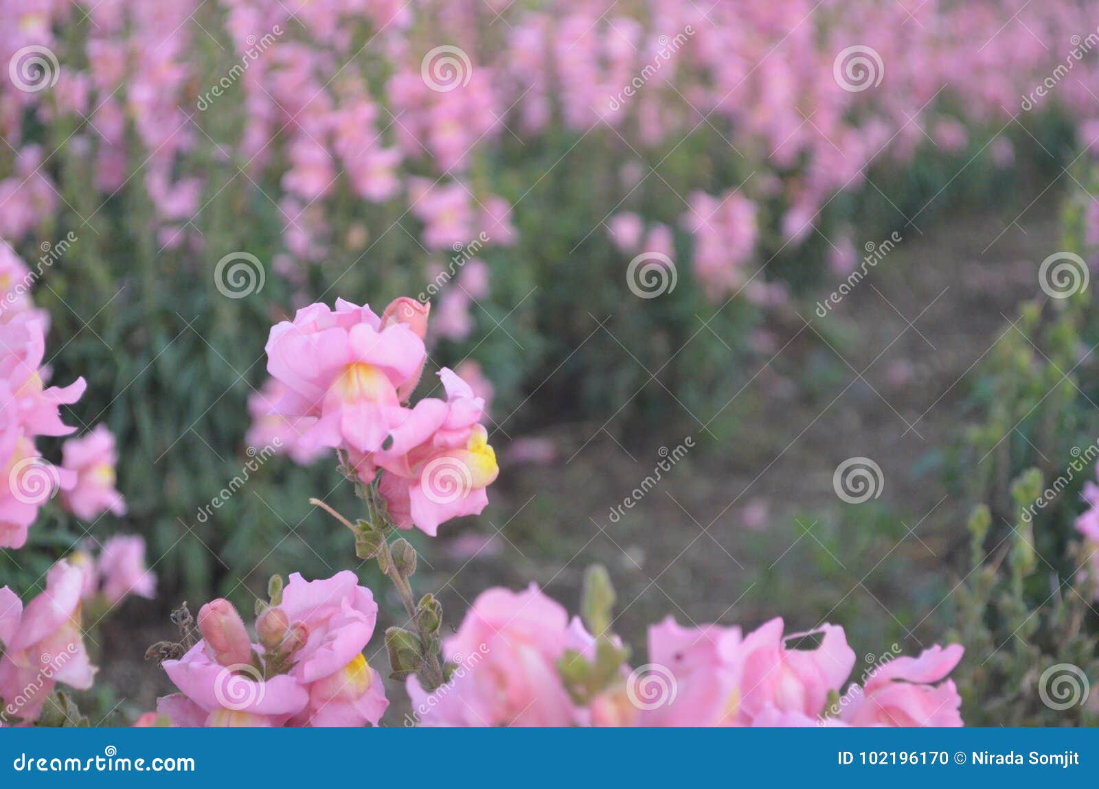 Flower stock photo. Image of nature, pink, lovely, cute - 102196170
