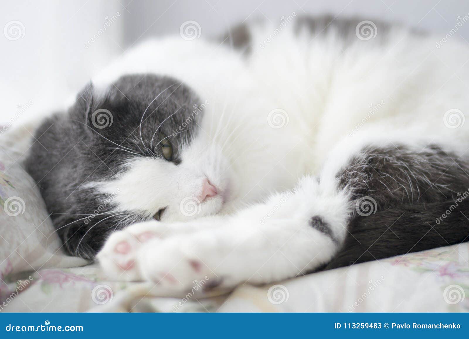 Cute Fluffy Cat Sleeping on the Windowsill Stock Image - Image of ...