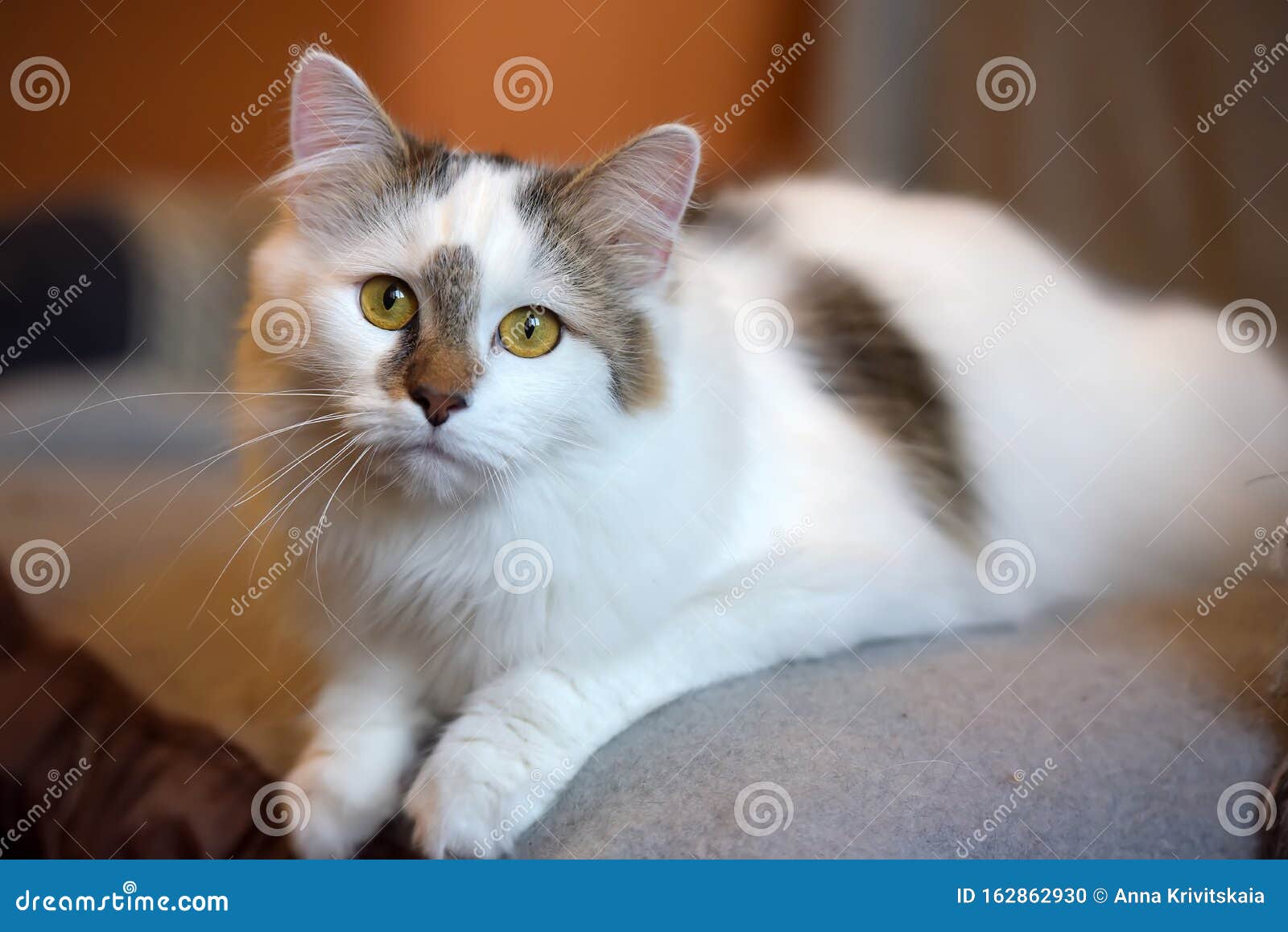 Beautiful Cute Fluffy White Cat with a Spot Stock Photo - Image of ...