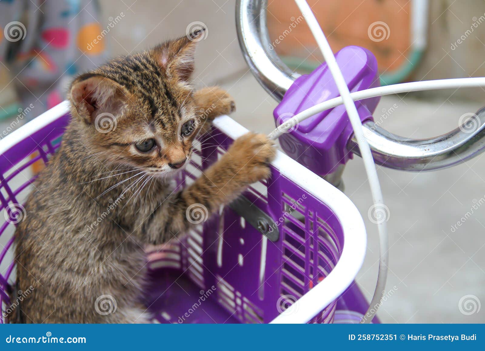 Beautiful and Cute Kitten. Having Fun Playing in the Bicycle Basket ...