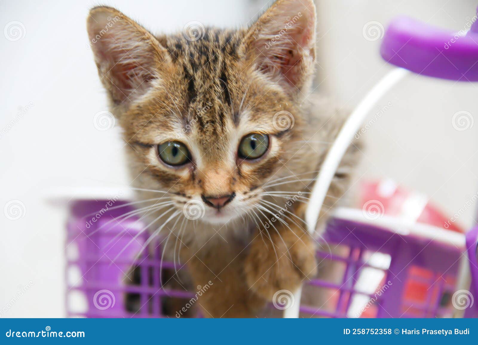 Beautiful and Cute Kitten. Having Fun Playing in the Bicycle Basket ...