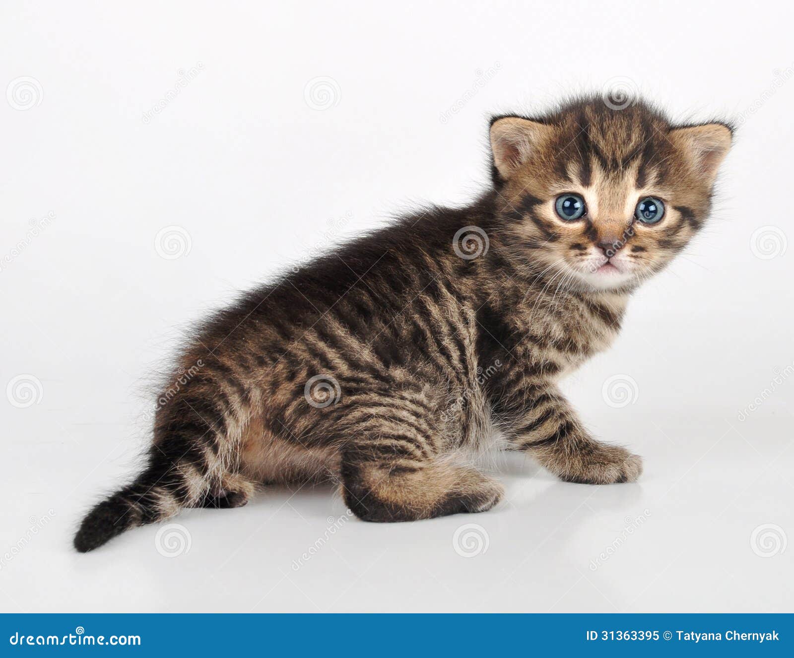 Beautiful Cute Kitten Looking Back Stock Image - Image of full, kittens ...