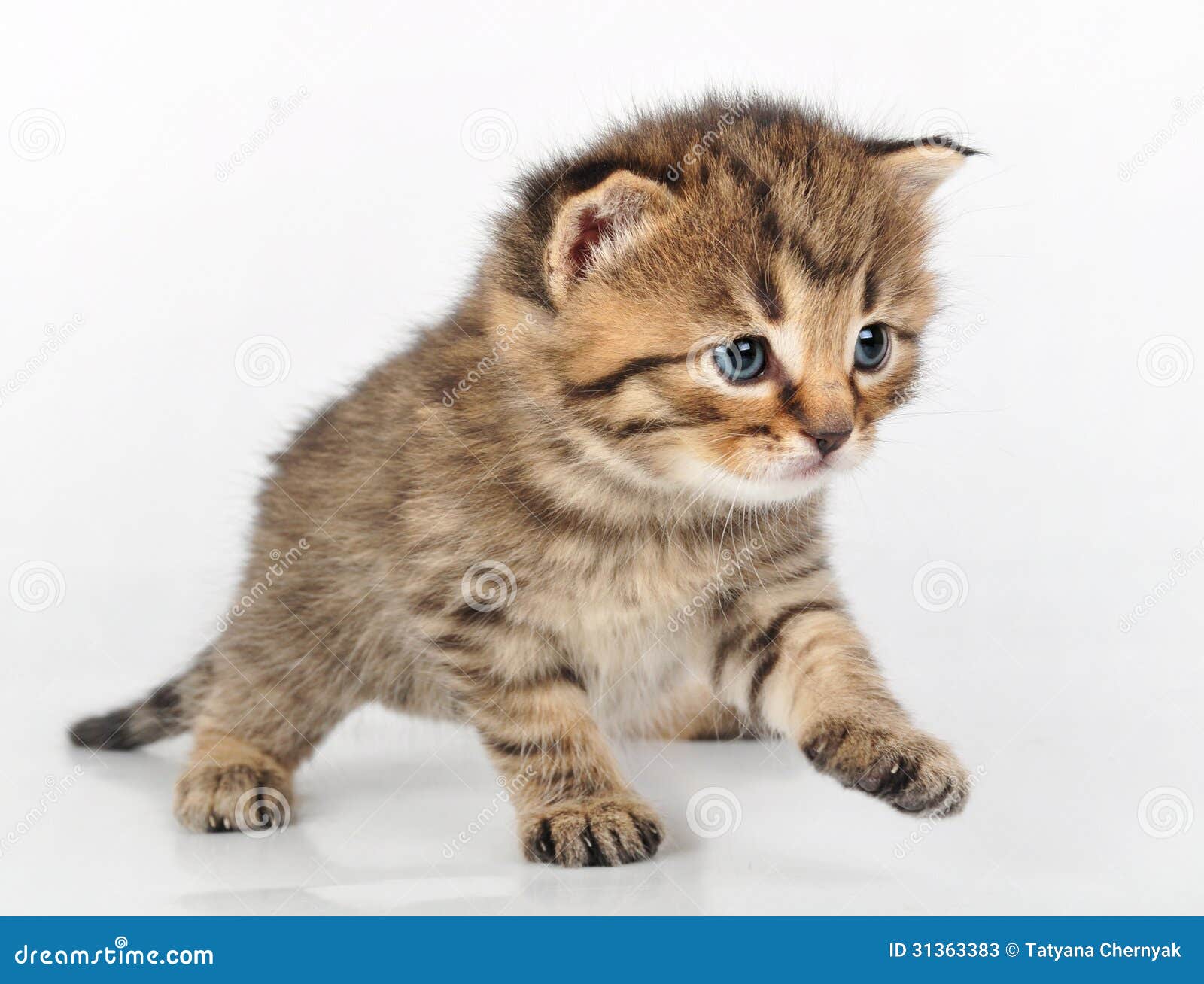Beautiful Cute Kitten Walking Alone Stock Image - Image of mammal ...