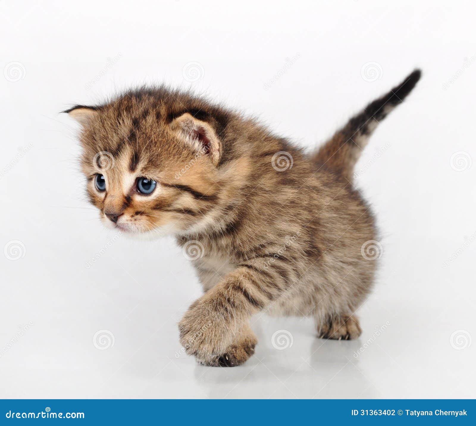 Beautiful Cute Kitten Walking Stock Photo - Image of lovely, portrait ...
