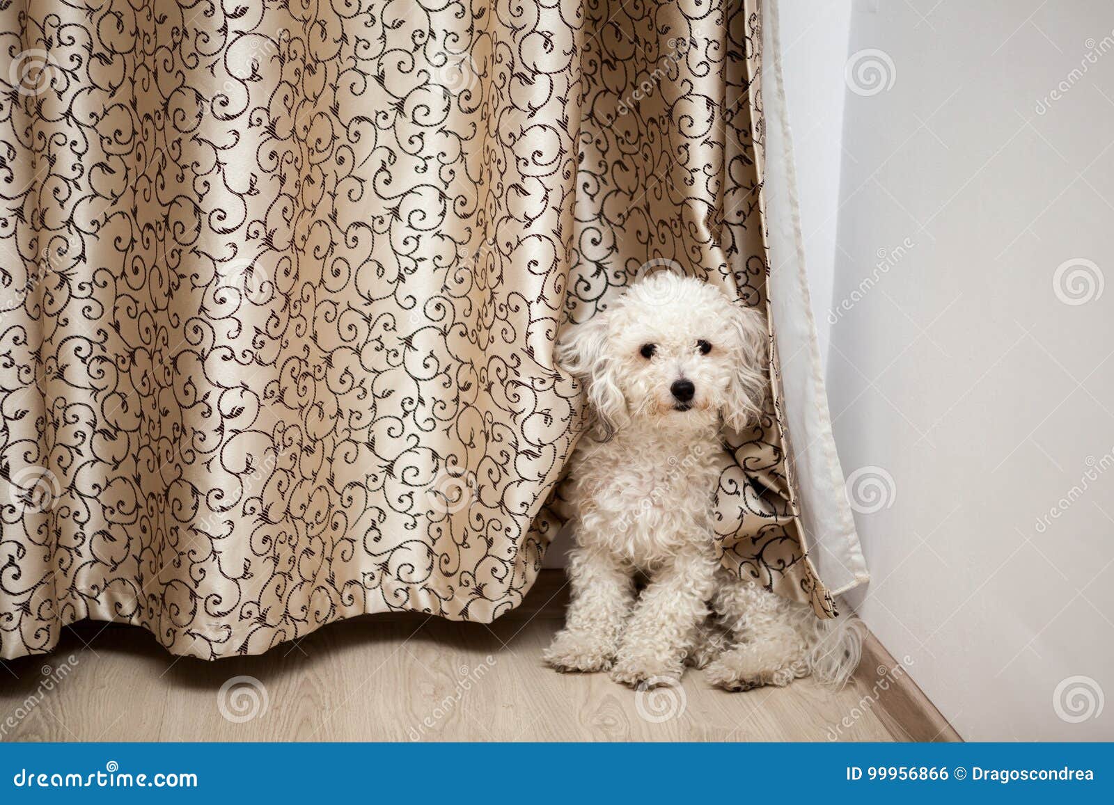 Cute Little Dog in the House Stock Photo - Image of happy, home: 99956866
