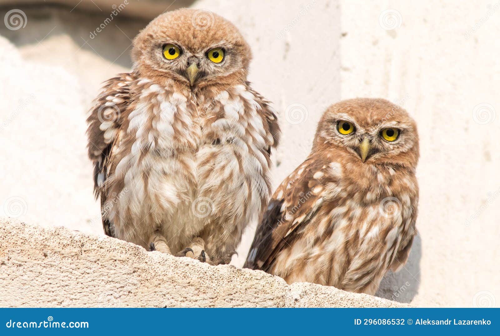Beautiful Cute Little Owl Chicks Looking at the Camera Stock Photo ...