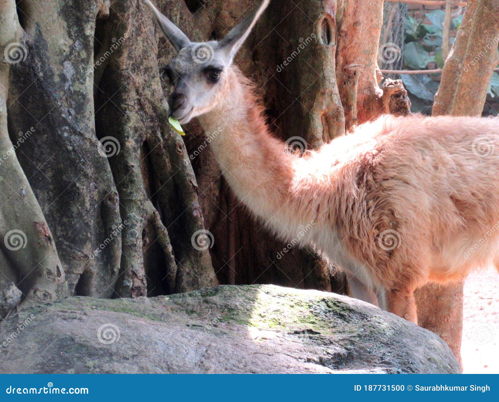 Llama Eating Grasses At The Inca Citadel Of Machu Picchu, Cusco, Peru ...