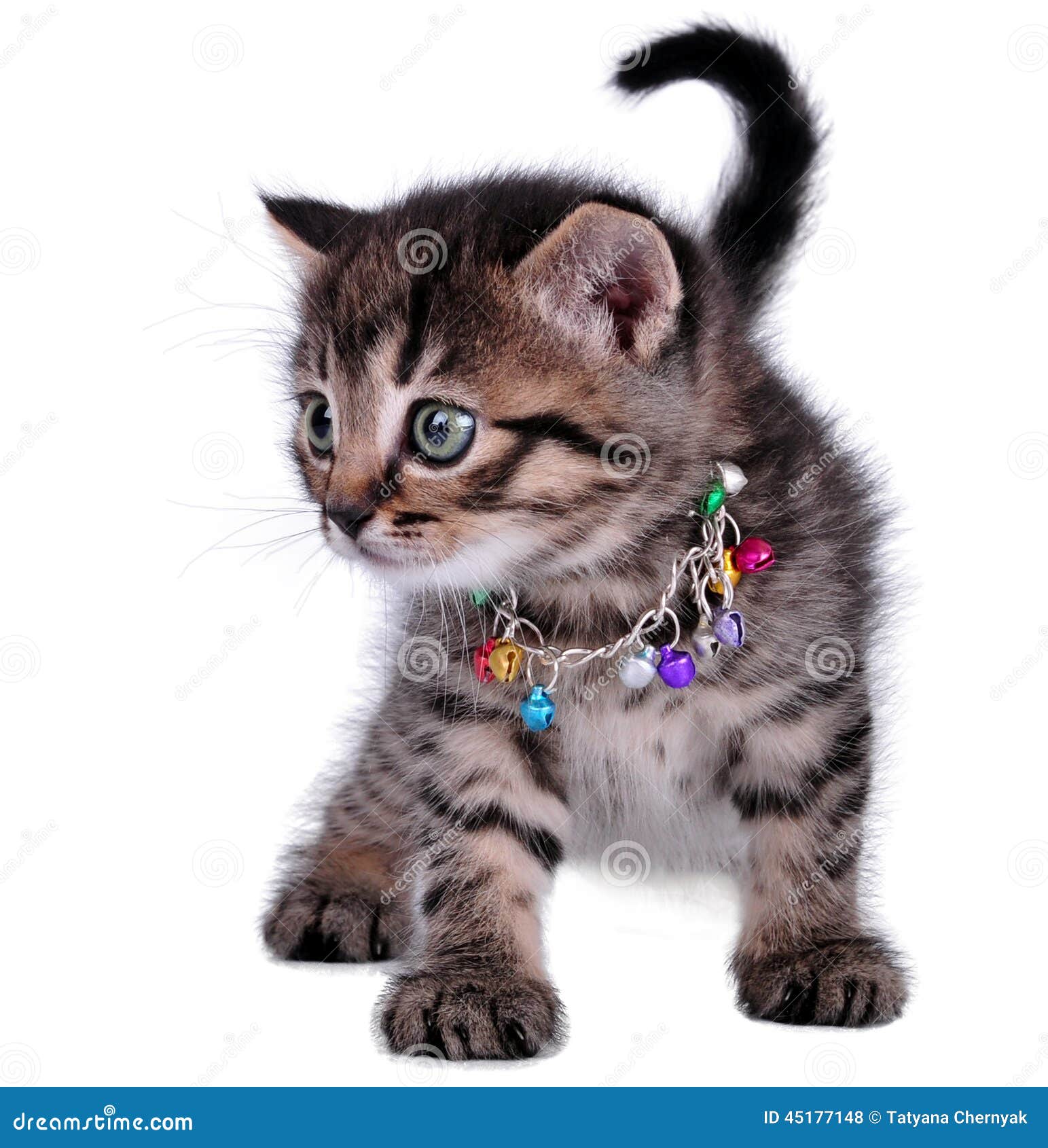 Beautiful Cute One Month Old Kitten Stock Photo - Image of fluffy ...