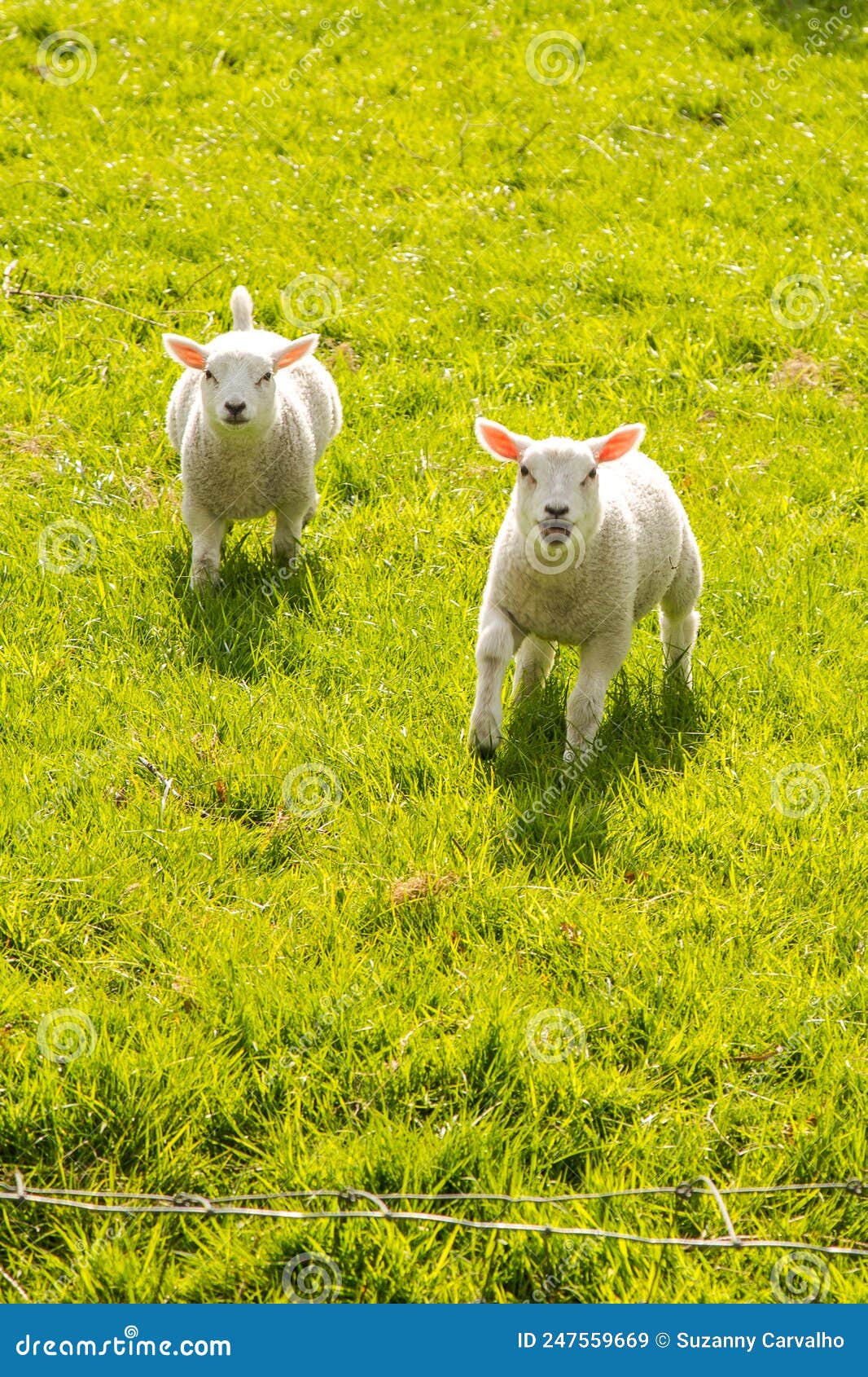 Beautiful and cute sheep stock image. Image of grass - 247559669