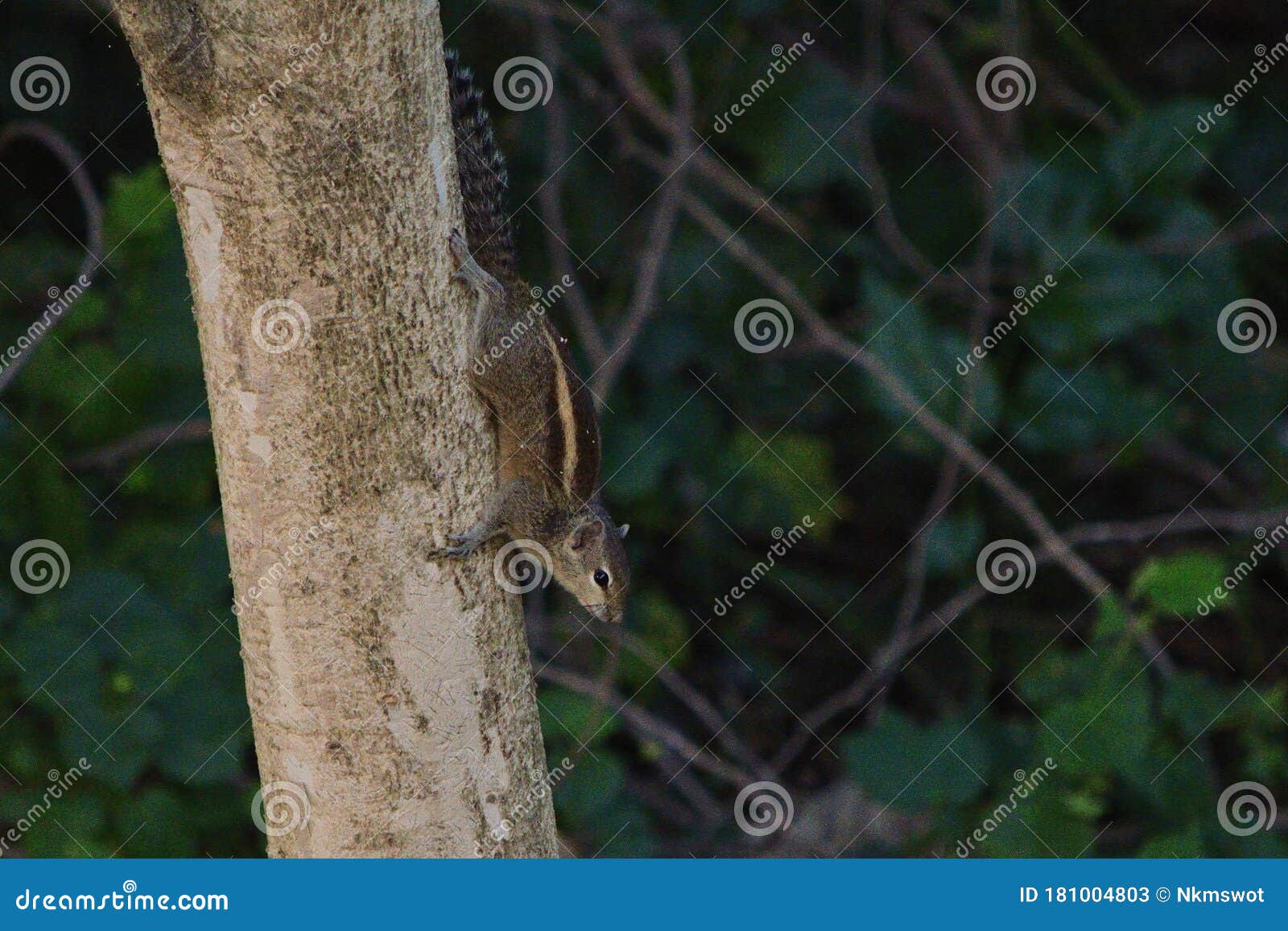 Beautiful Cute Small Squirrel Fall Down in the Tree on Forest Stock ...