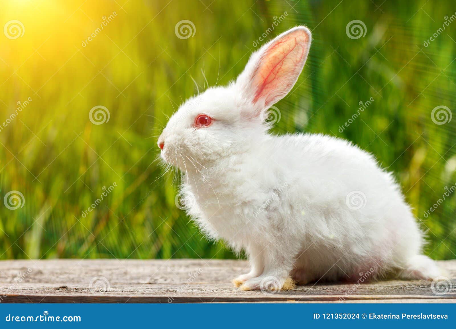 Beautiful Cute White Rabbit On Natural Green Background Stock Photo ...