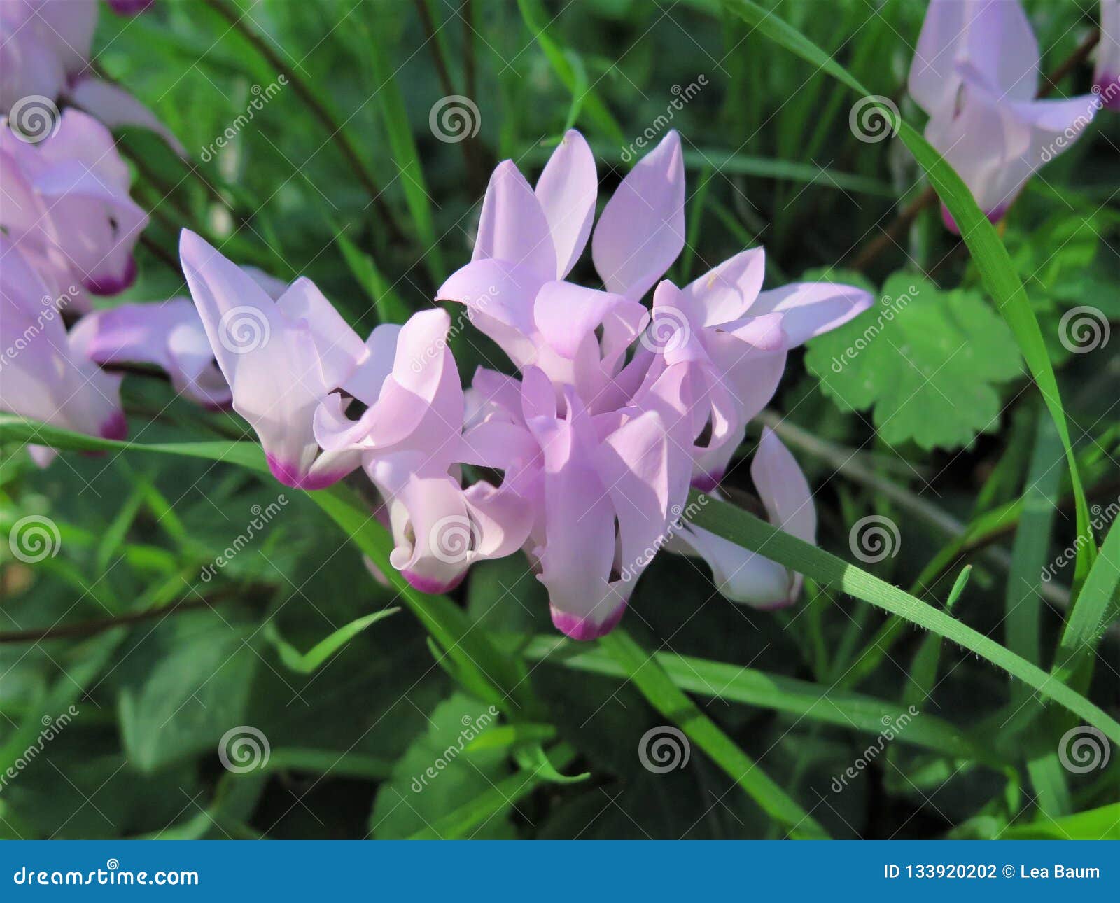 The Cyclamen Blooming in Israel Stock Photo - Image of bloom, flowers ...