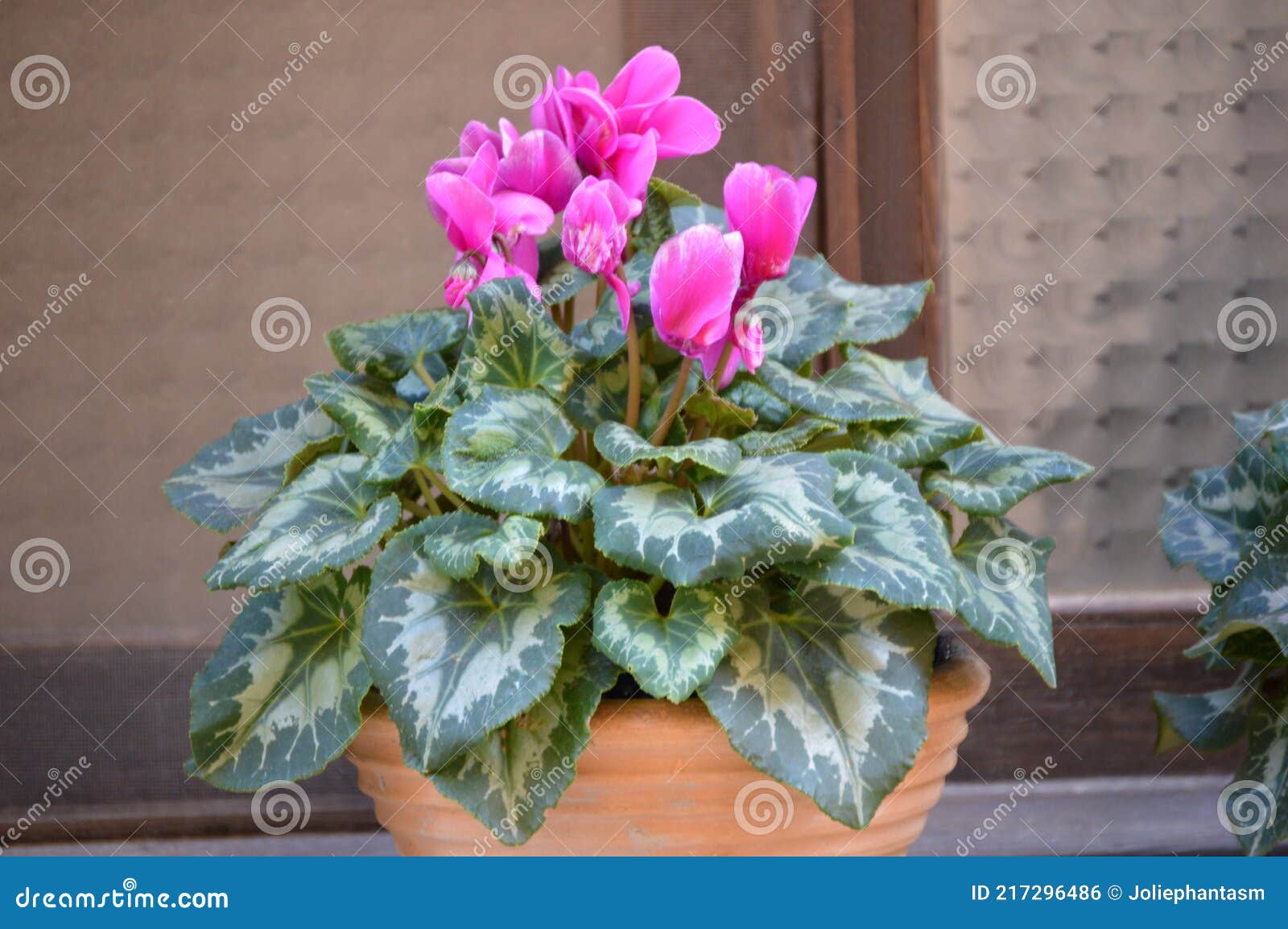 Pink Cyclamen Flower in Pot Cyclamen Persicumsowbread, or Swinebread ...