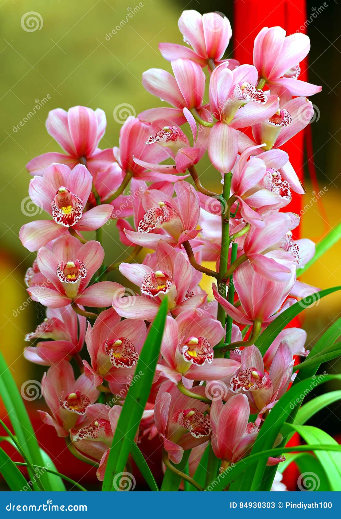 Beautiful Cymbidium Orchids Stock Image - Image of plant, botanical ...