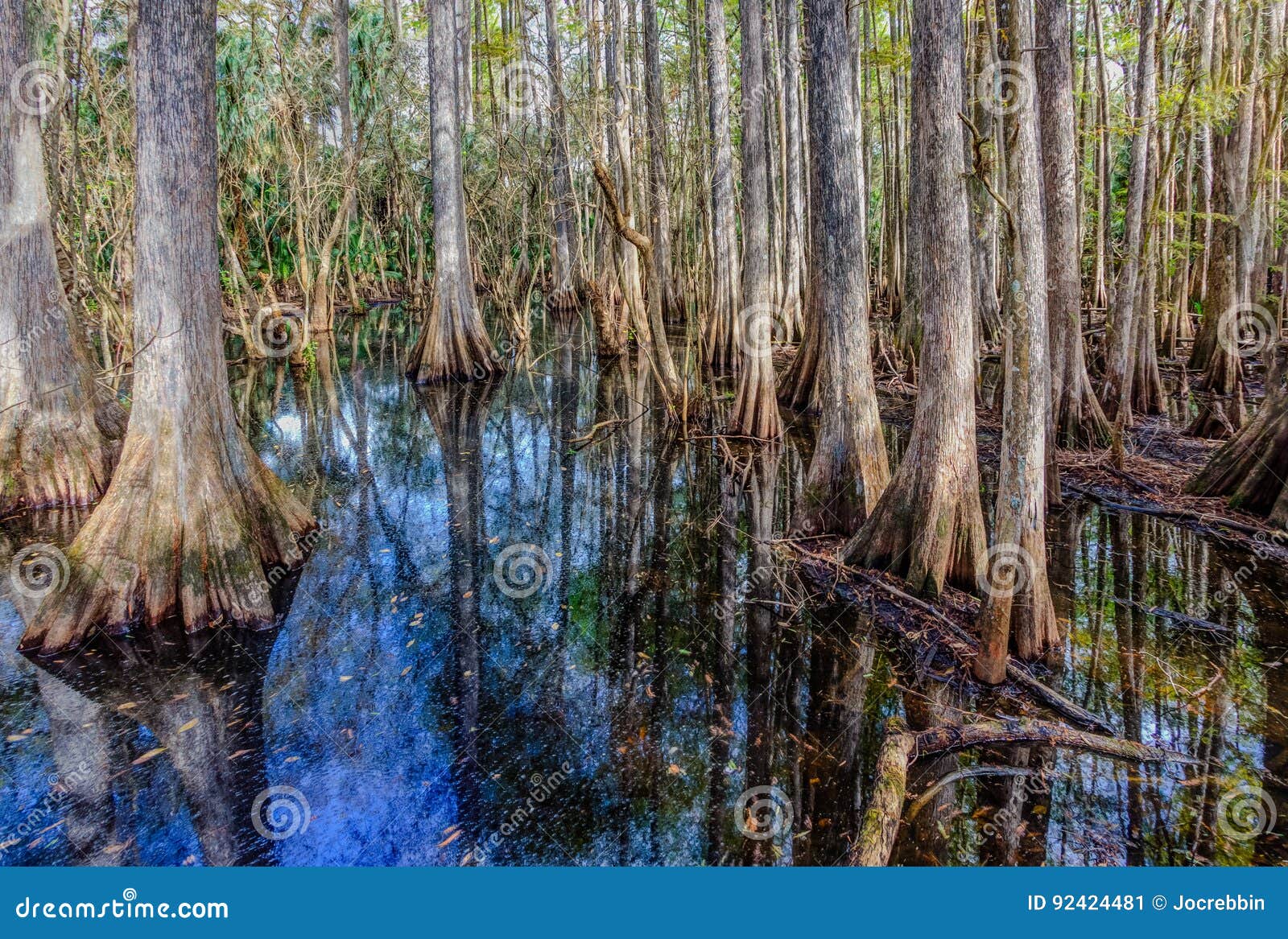 Beautiful Cypress Trees Reflect in Water of the Everglades Stock Image ...