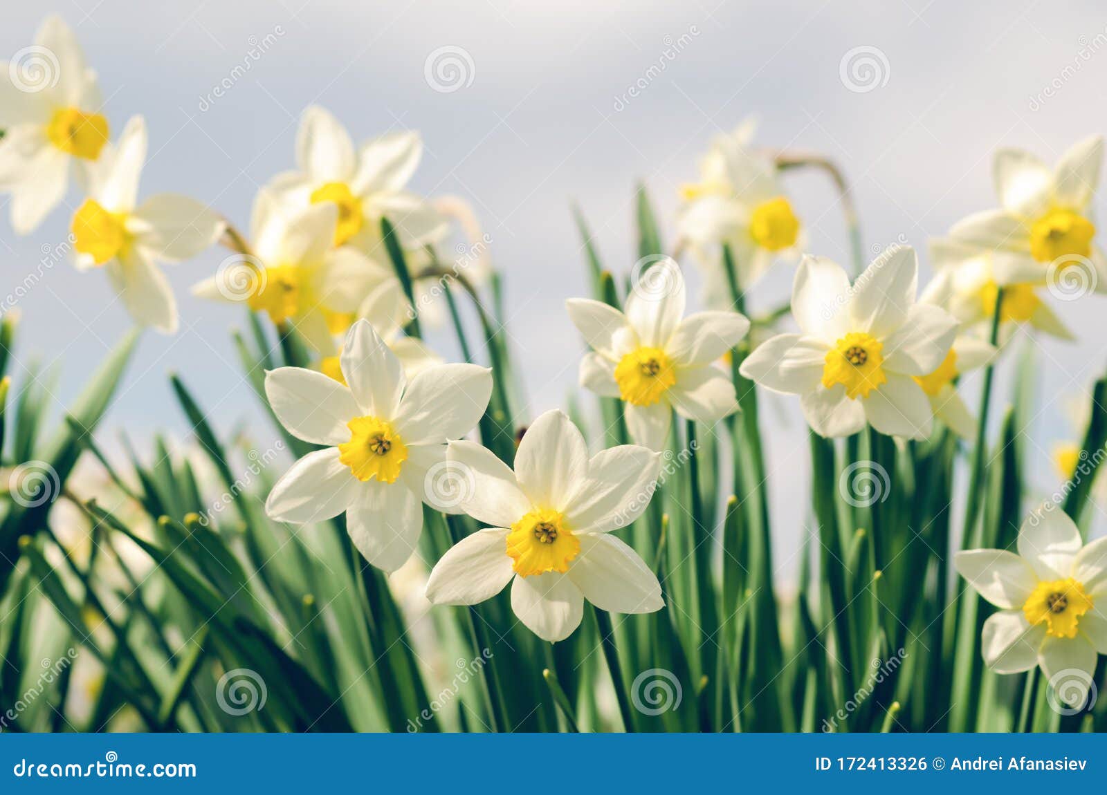 Beautiful Daffodil Flowers Growing in a Spring Garden Stock Photo ...