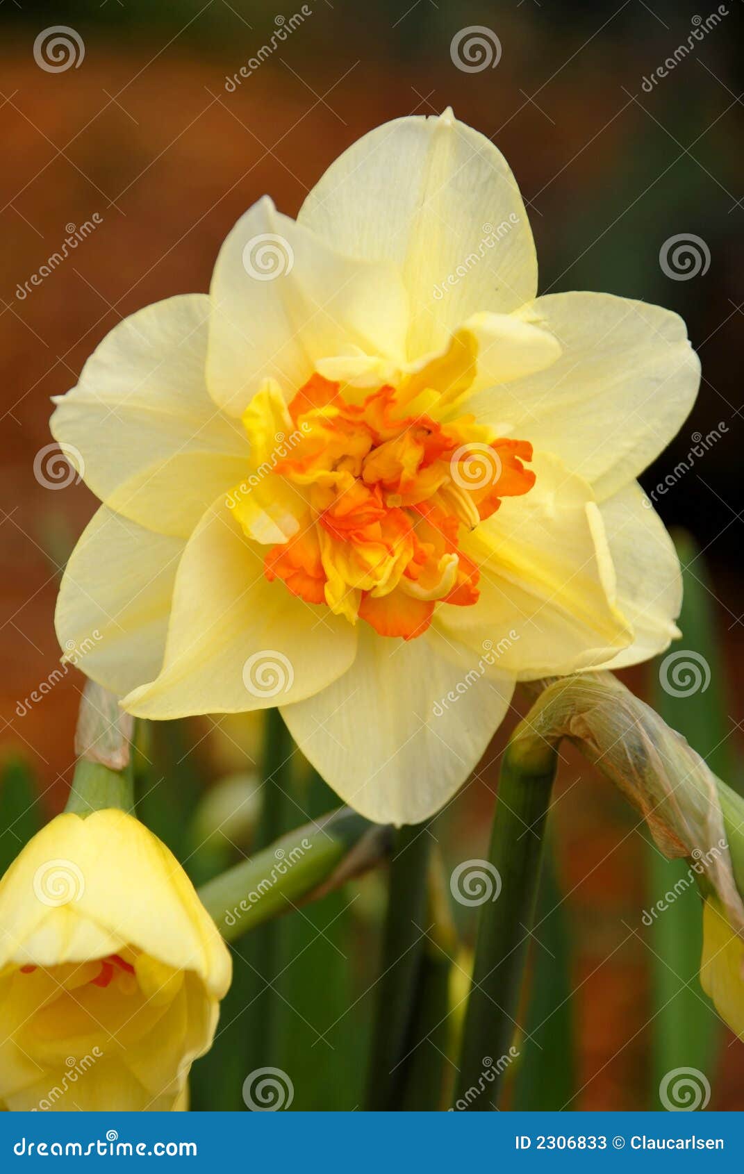 Beautiful daffodils stock image. Image of spring, flower - 2306833