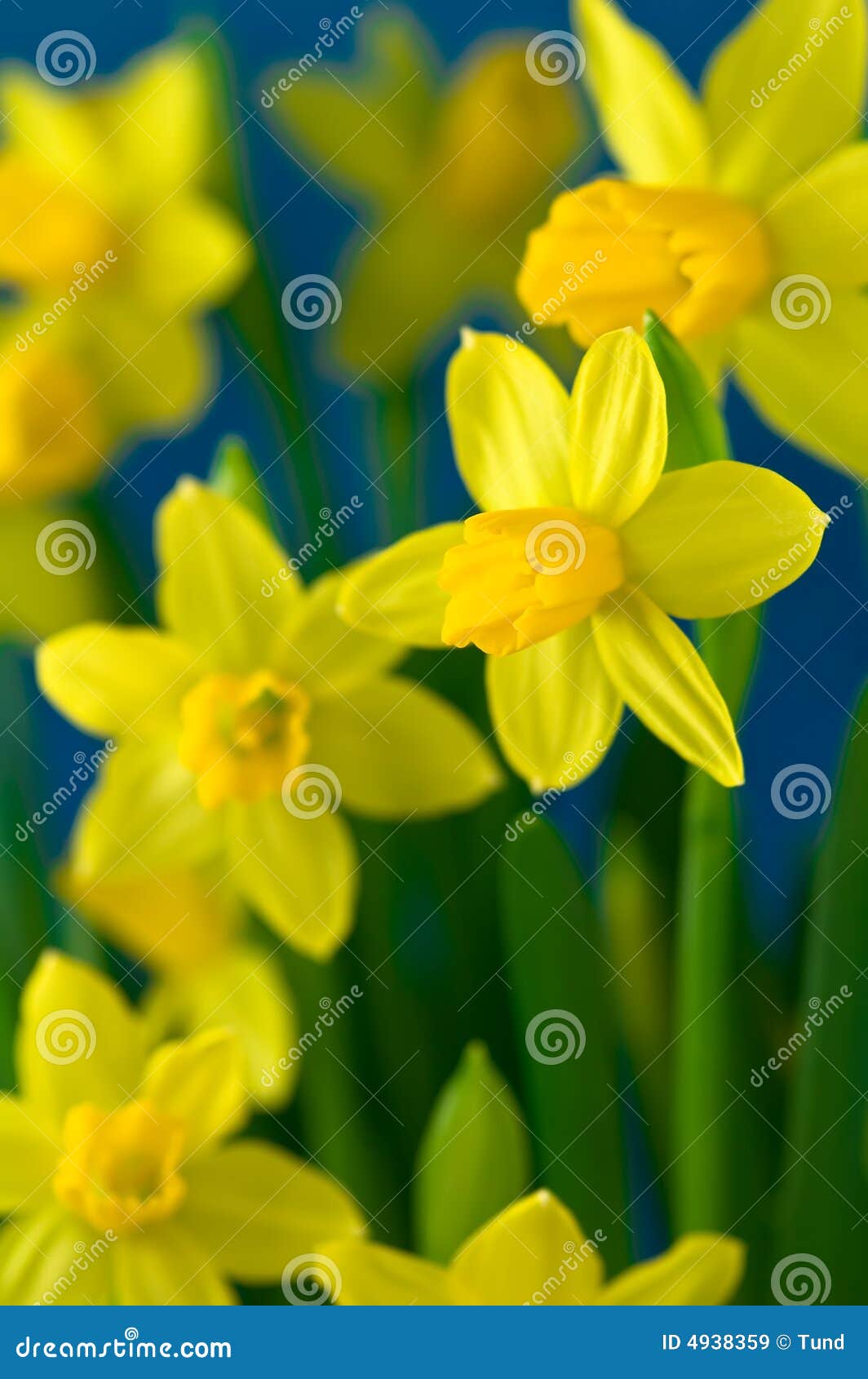 Beautiful Daffodils stock image. Image of beauty, flowers - 4938359