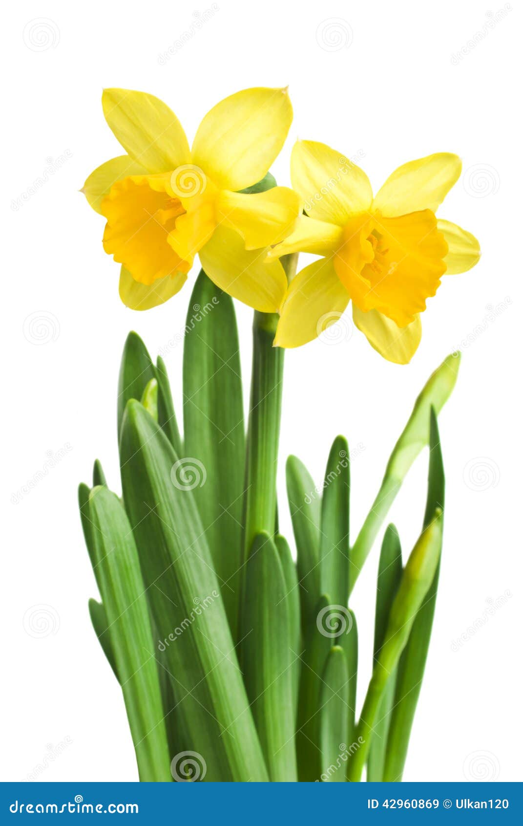 Beautiful daffodils stock image. Image of isolated, celebration - 42960869