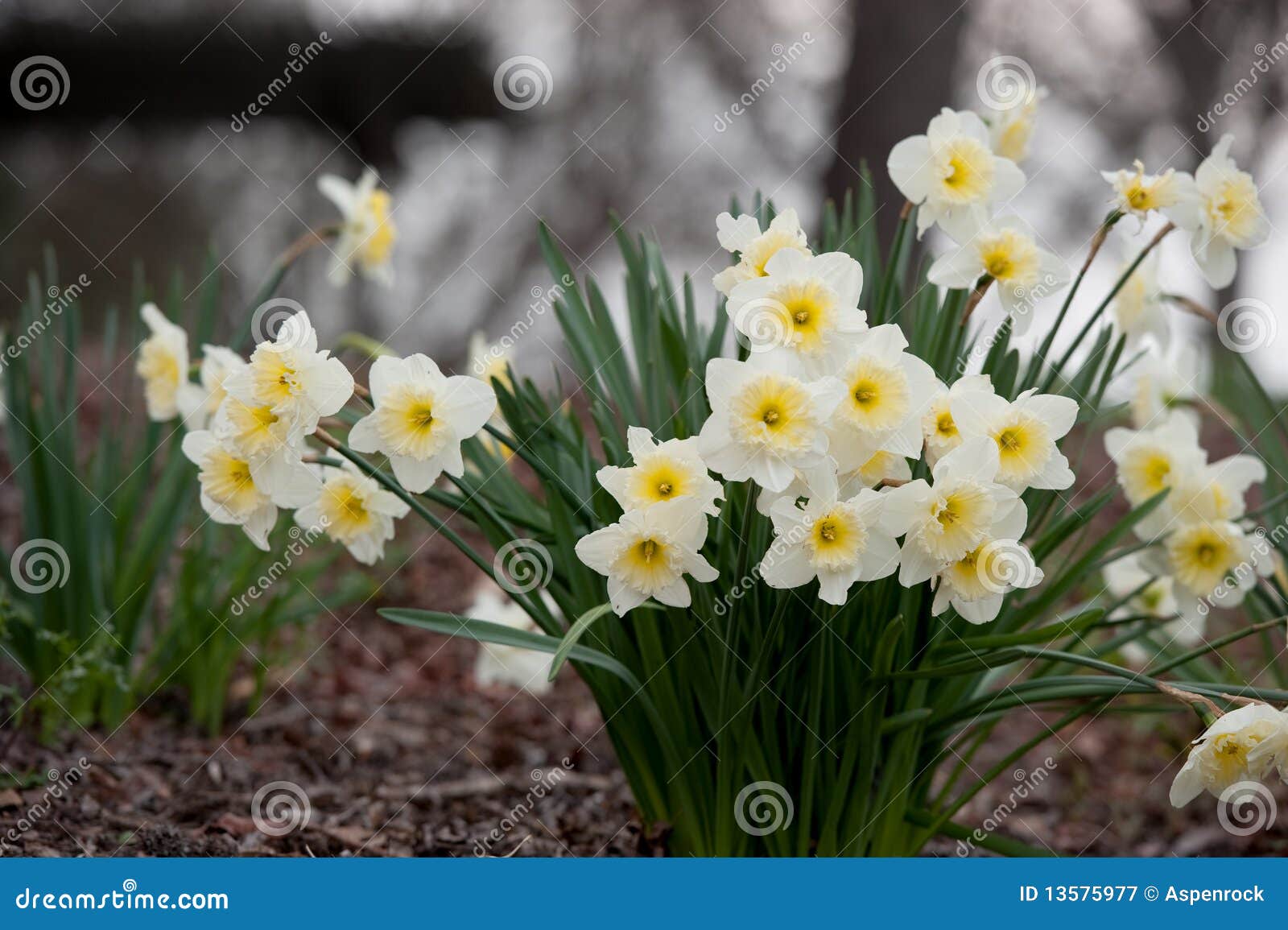 Beautiful Daffodils at the Park Stock Image - Image of flower, spring ...