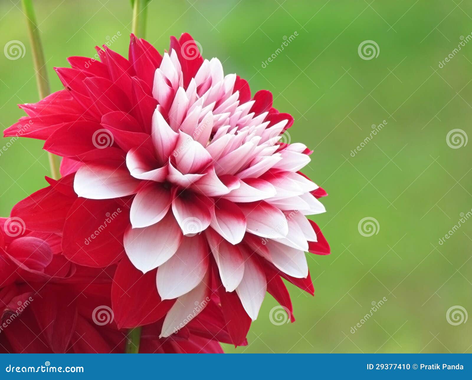 Beautiful Dahlia Flower, Gardening Stock Photo - Image of colour ...