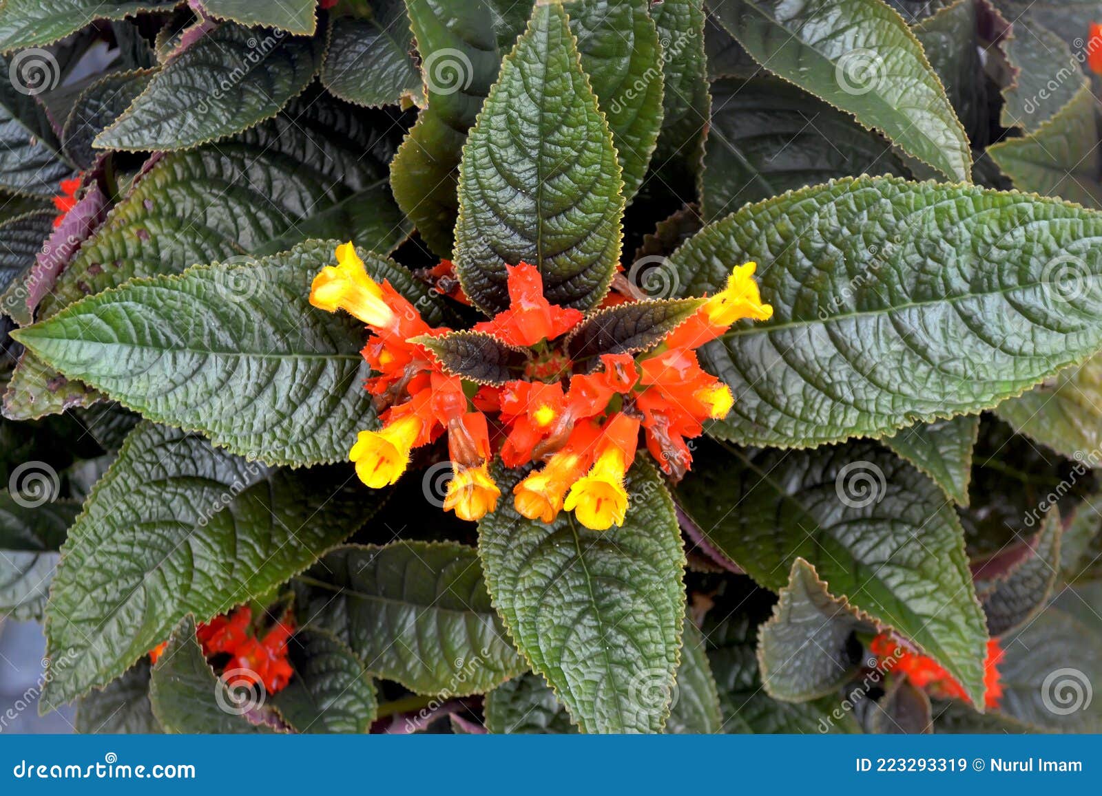 Beautiful Dainty Yellow Orange Flower Stock Image - Image of botany ...
