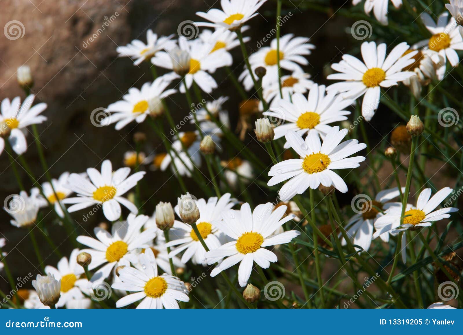 Beautiful daisies stock image. Image of daisies, field - 13319205