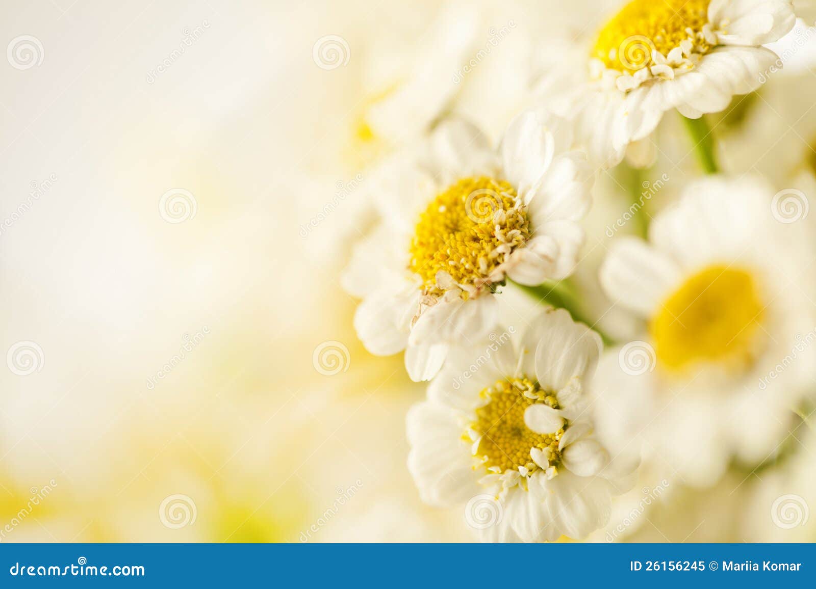 Beautiful Daisies Background Stock Image - Image of beautiful, flora ...