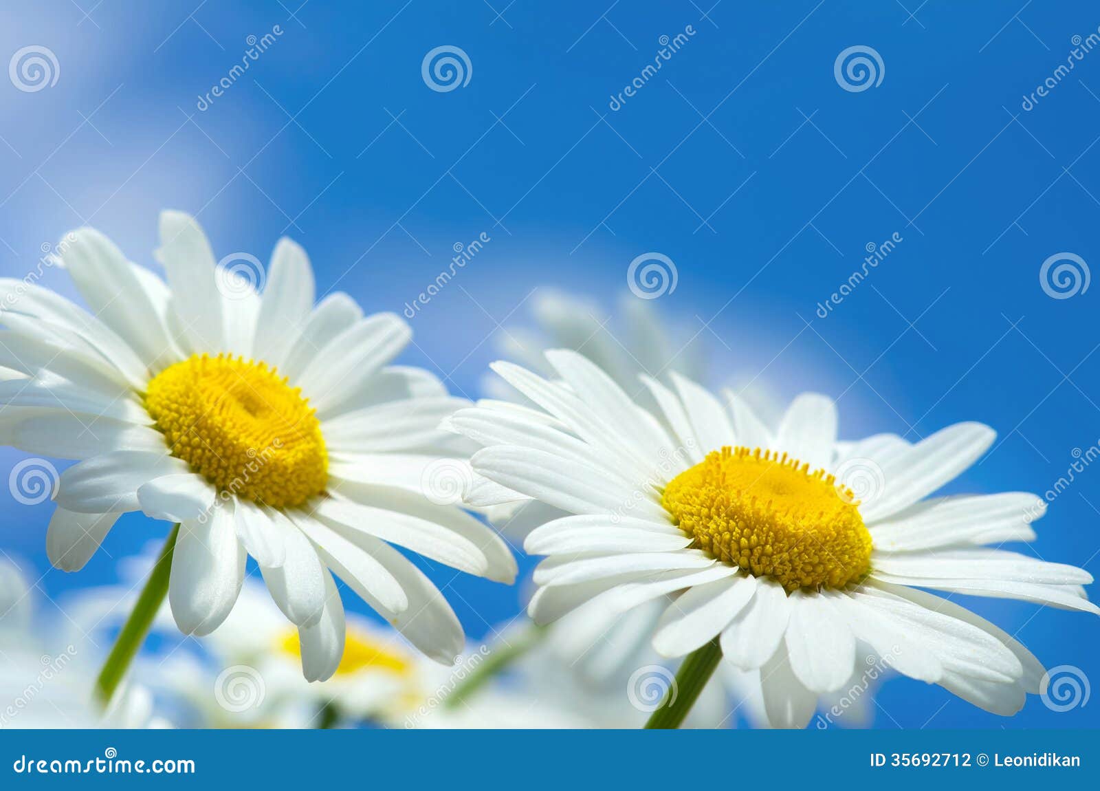 Beautiful daisies stock photo. Image of bloom, background - 35692712